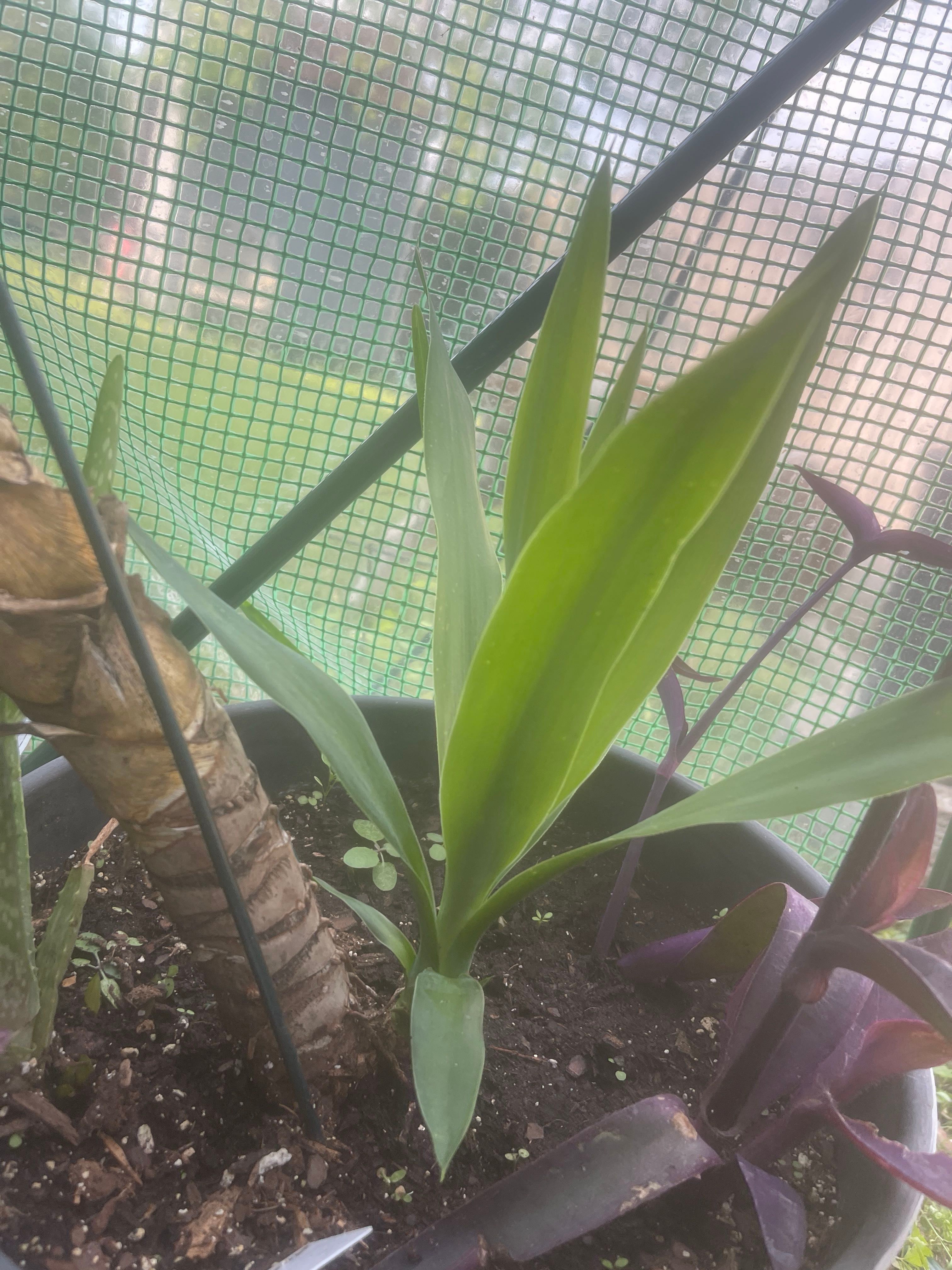 Yucca 'Solaris': How Much Water & Light Does it Need to Thrive?