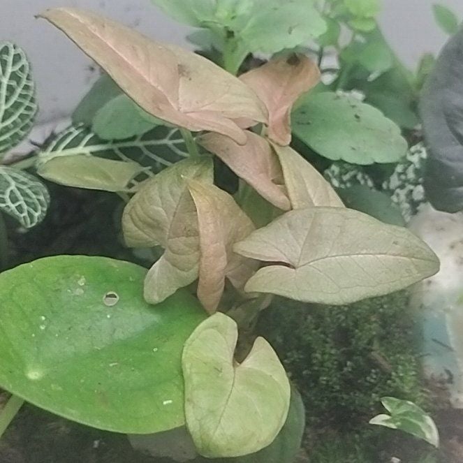 Personalized Neon Pink Arrowhead Plant Care: Water, Light, Nutrients ...