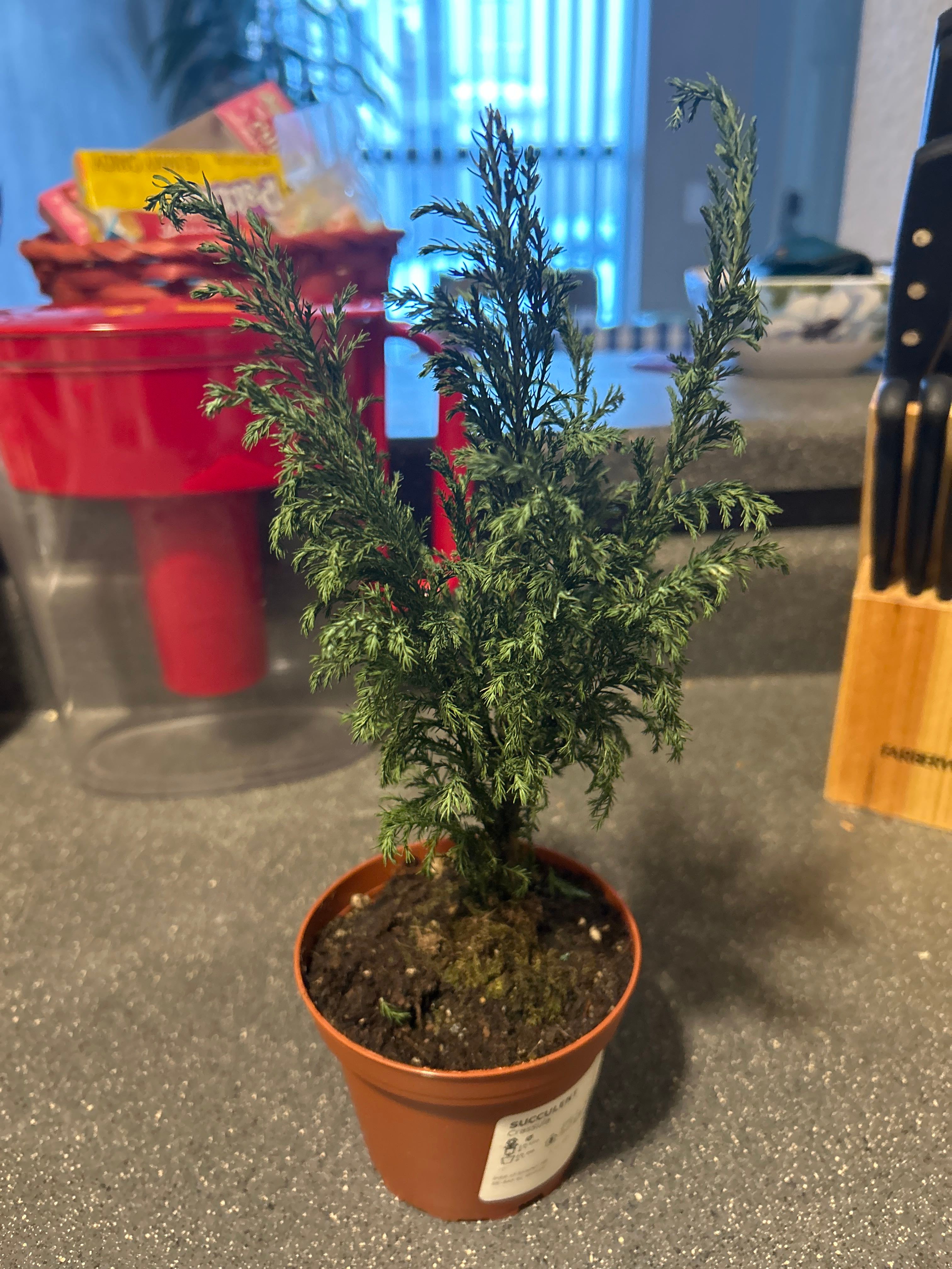 How to Care for American Juniper: Mastering Water, Sunlight & More