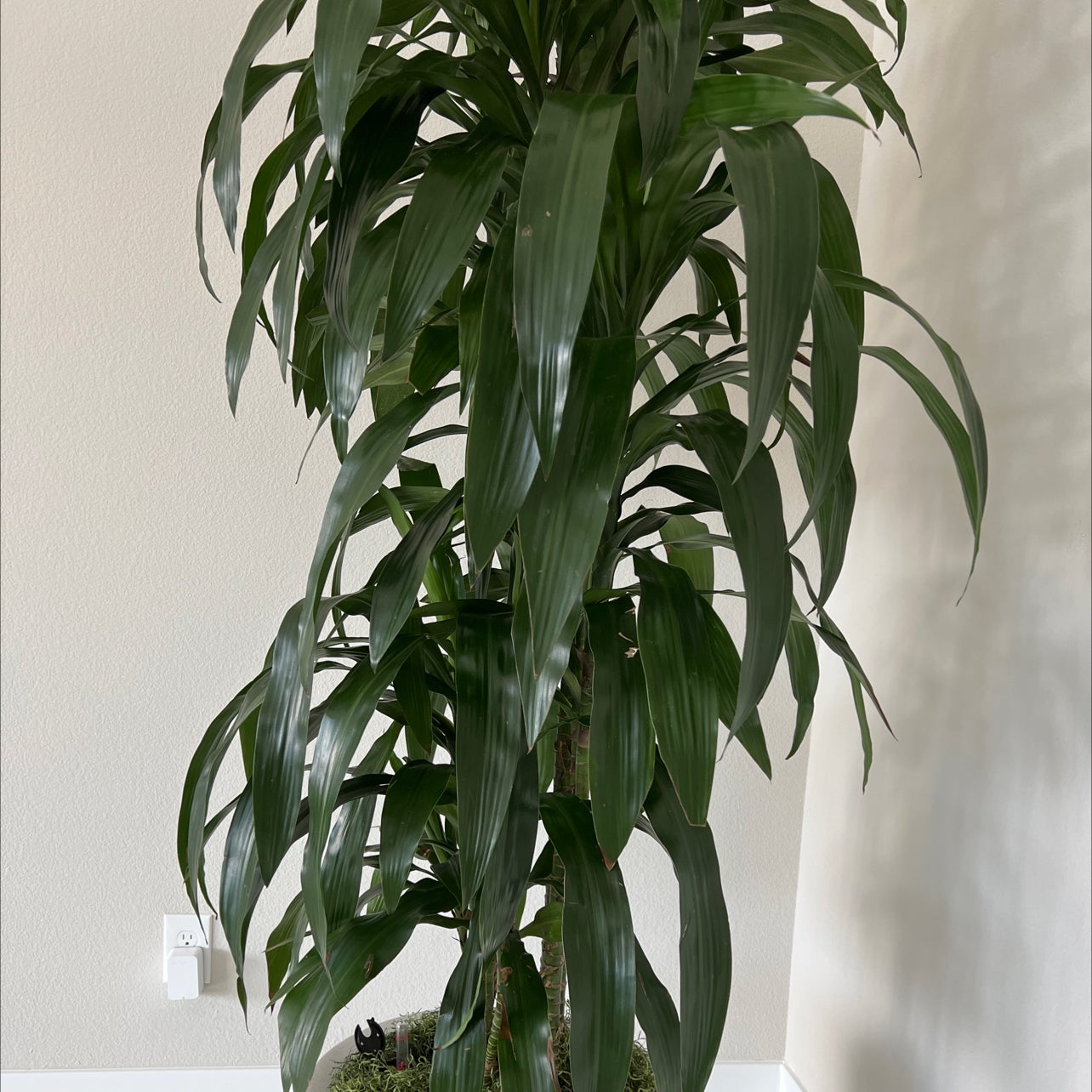What Temperature Does My Dracaena 'Lisa' Need?