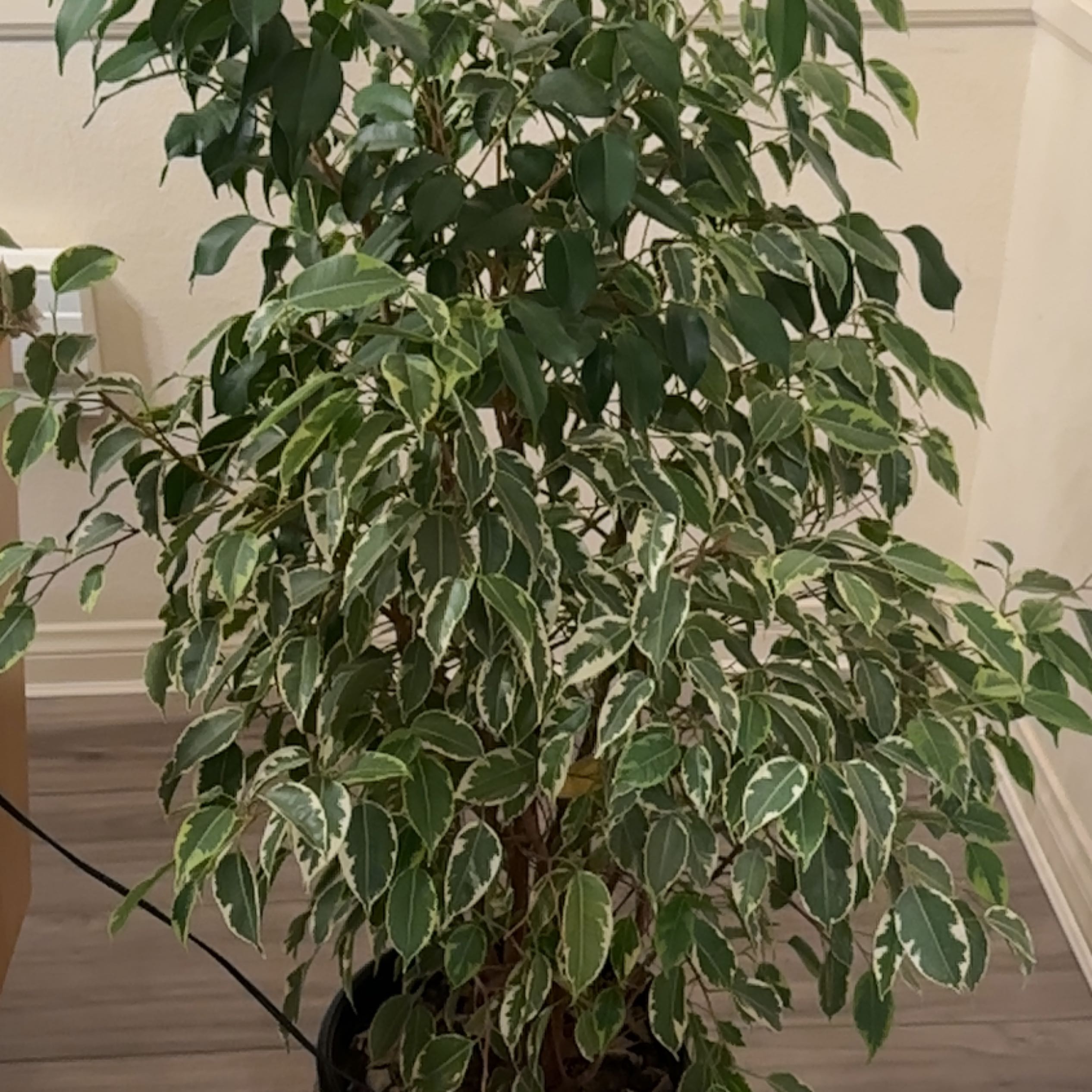 Dax | A plant by @TopPearlplant on Greg