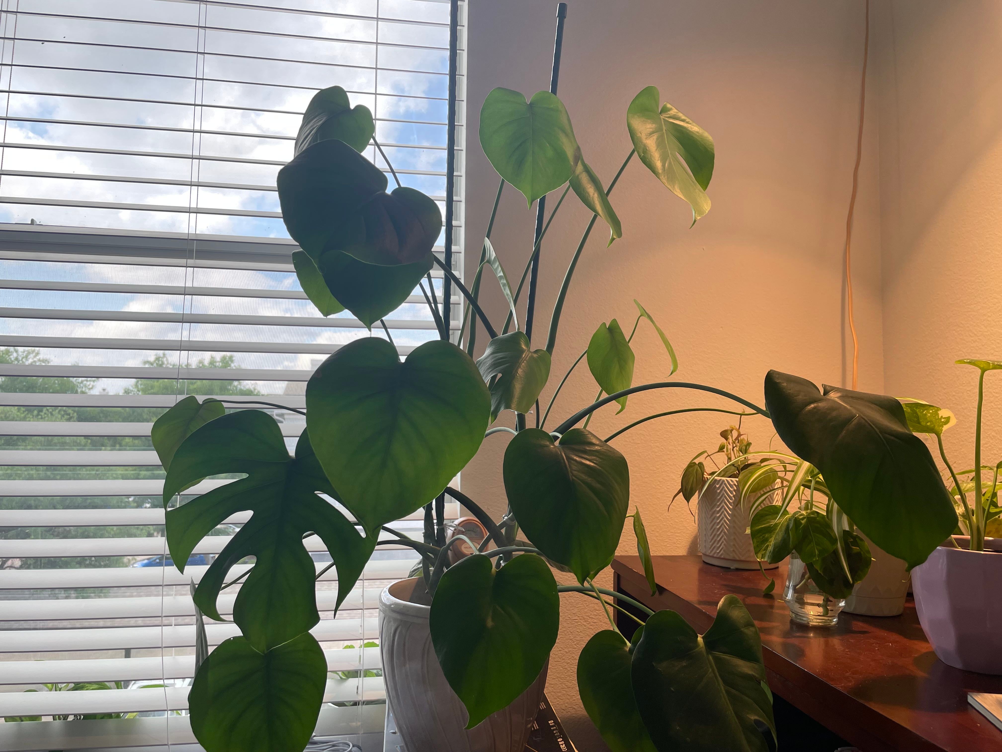 Monstera deliciosa droopy and limp!! Advice??