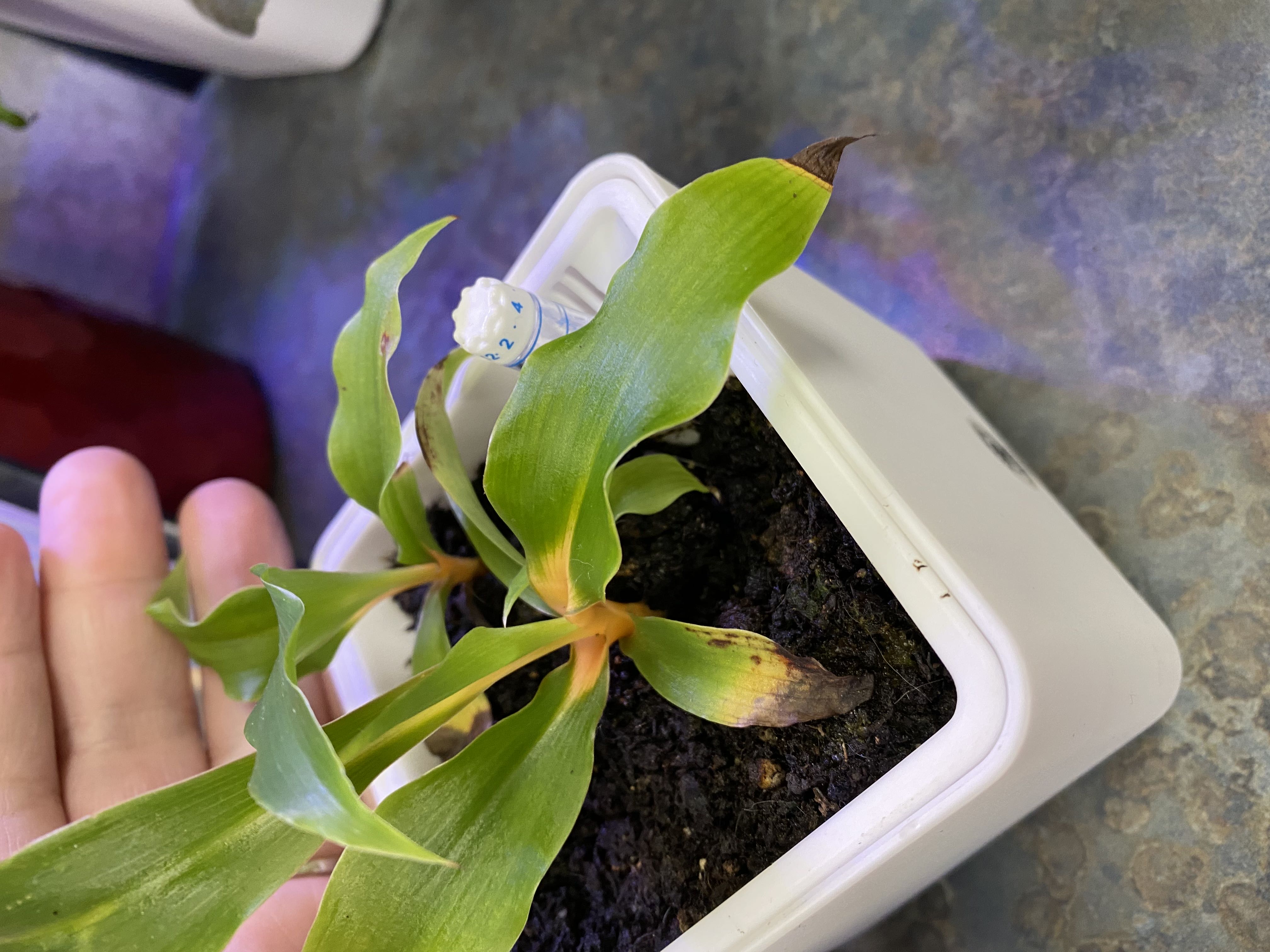 Propagating Mandarin Plant: Step-by-Step Guide