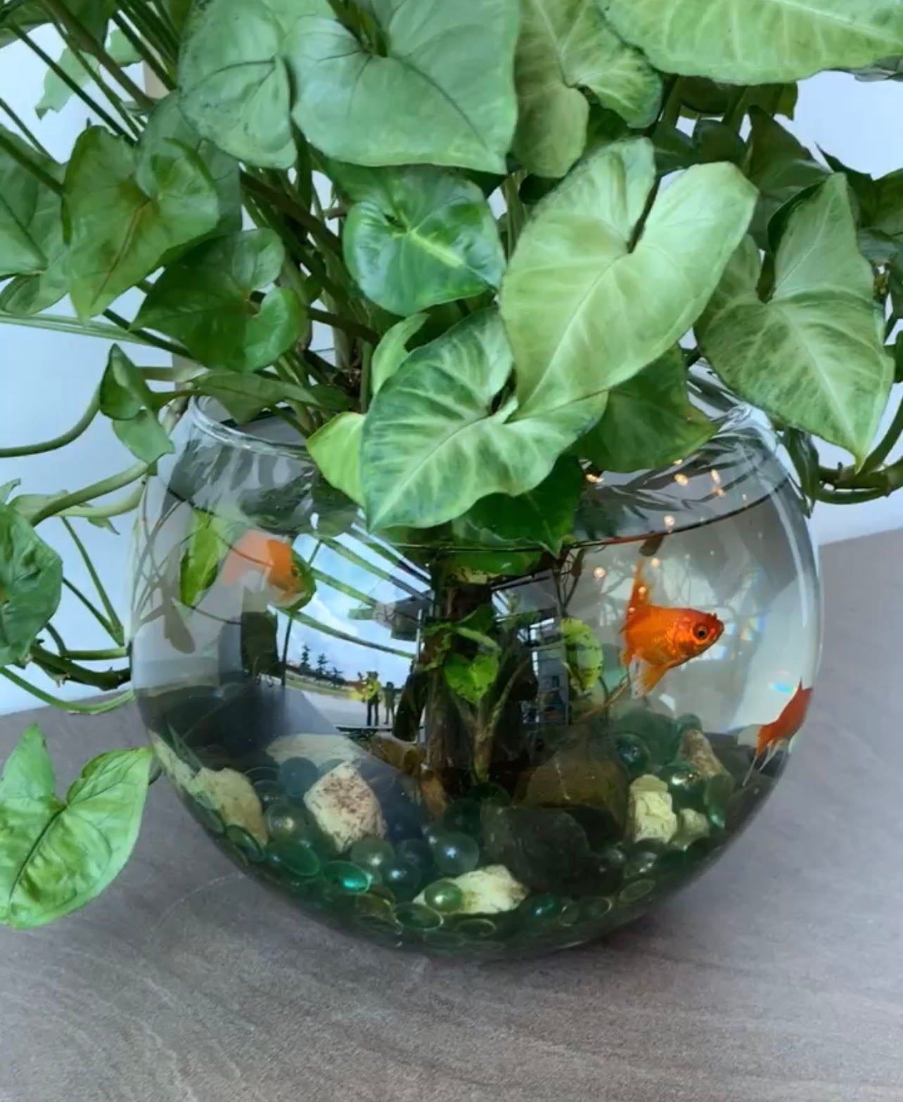 Has anyone done a plant in a fish bowl?