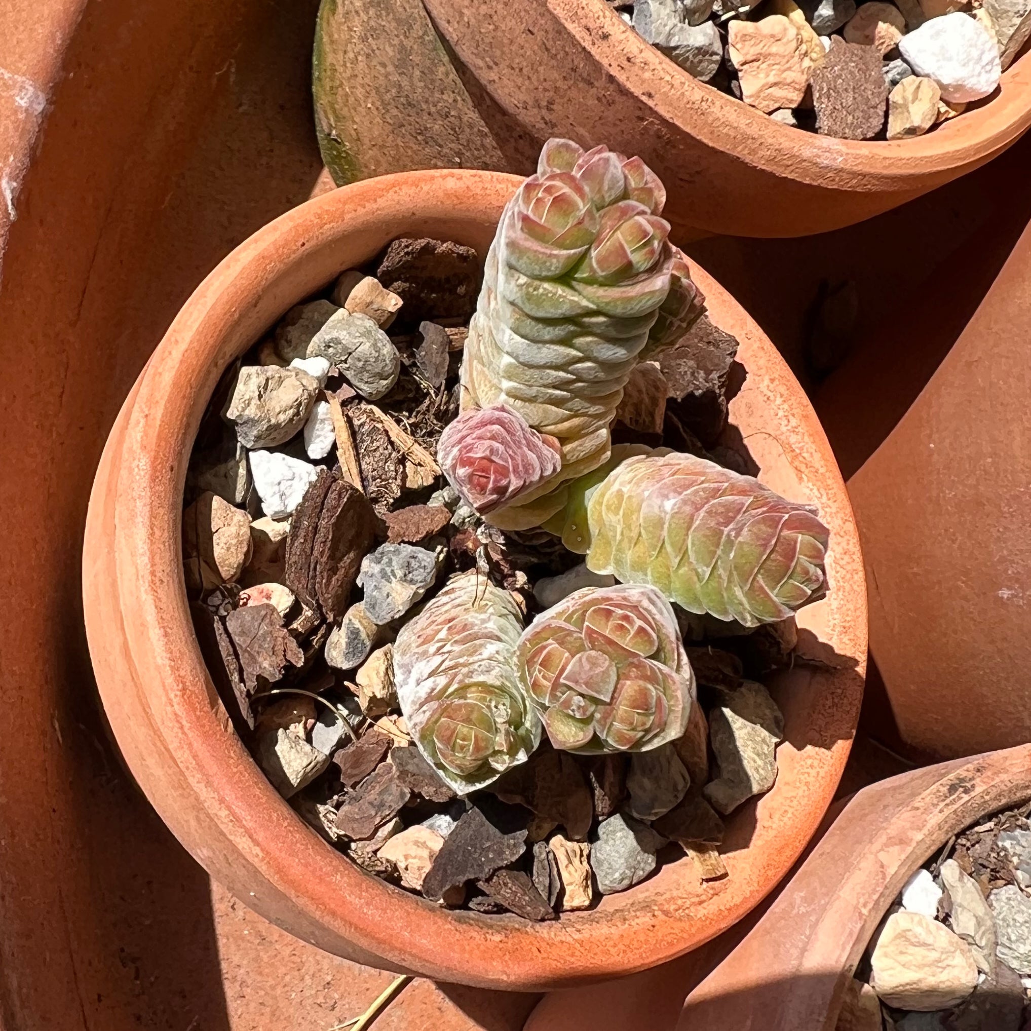 The Complete Crassula Columella Plant Care Guide: Water, Light & Beyond