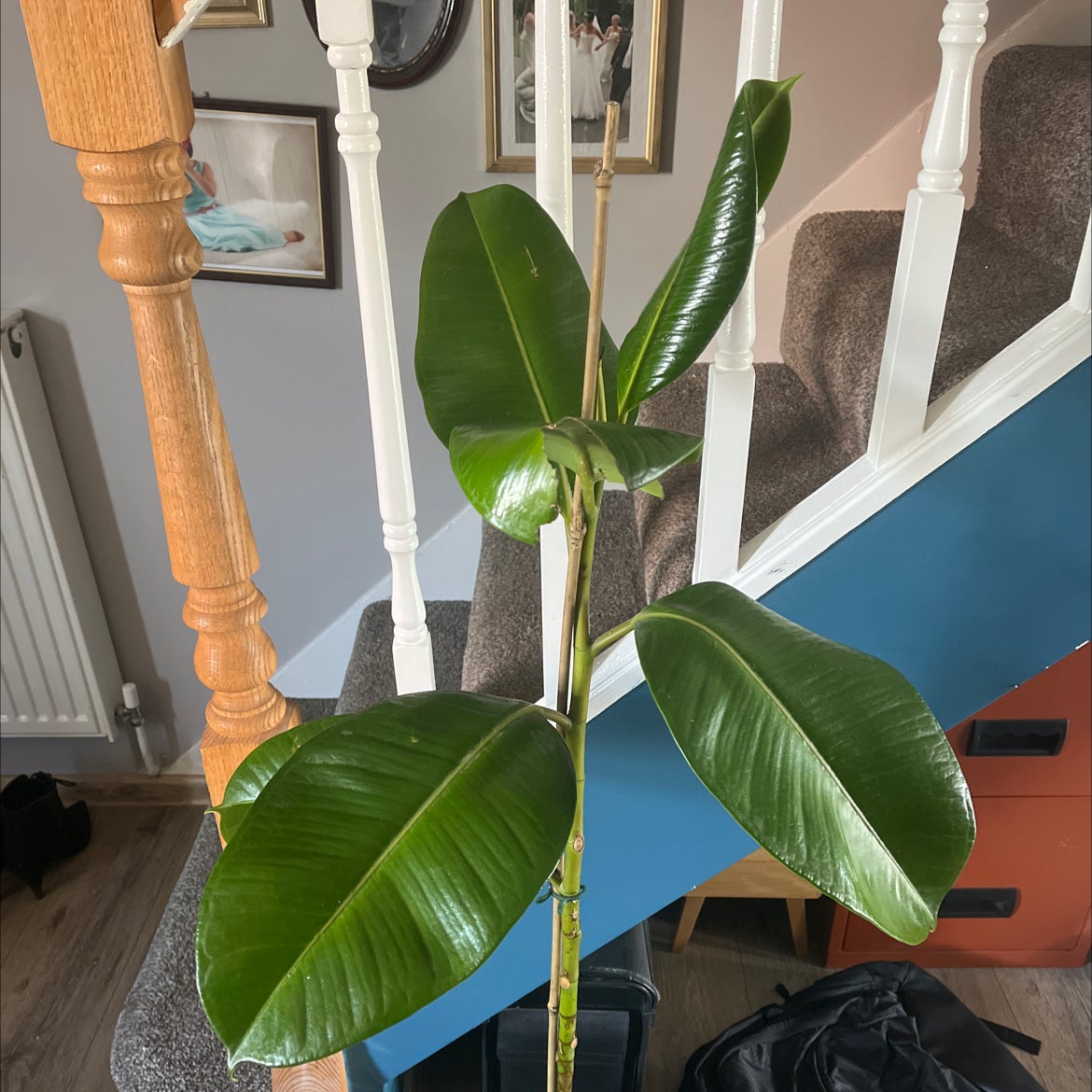 Diagnosing ficus robusta root rot