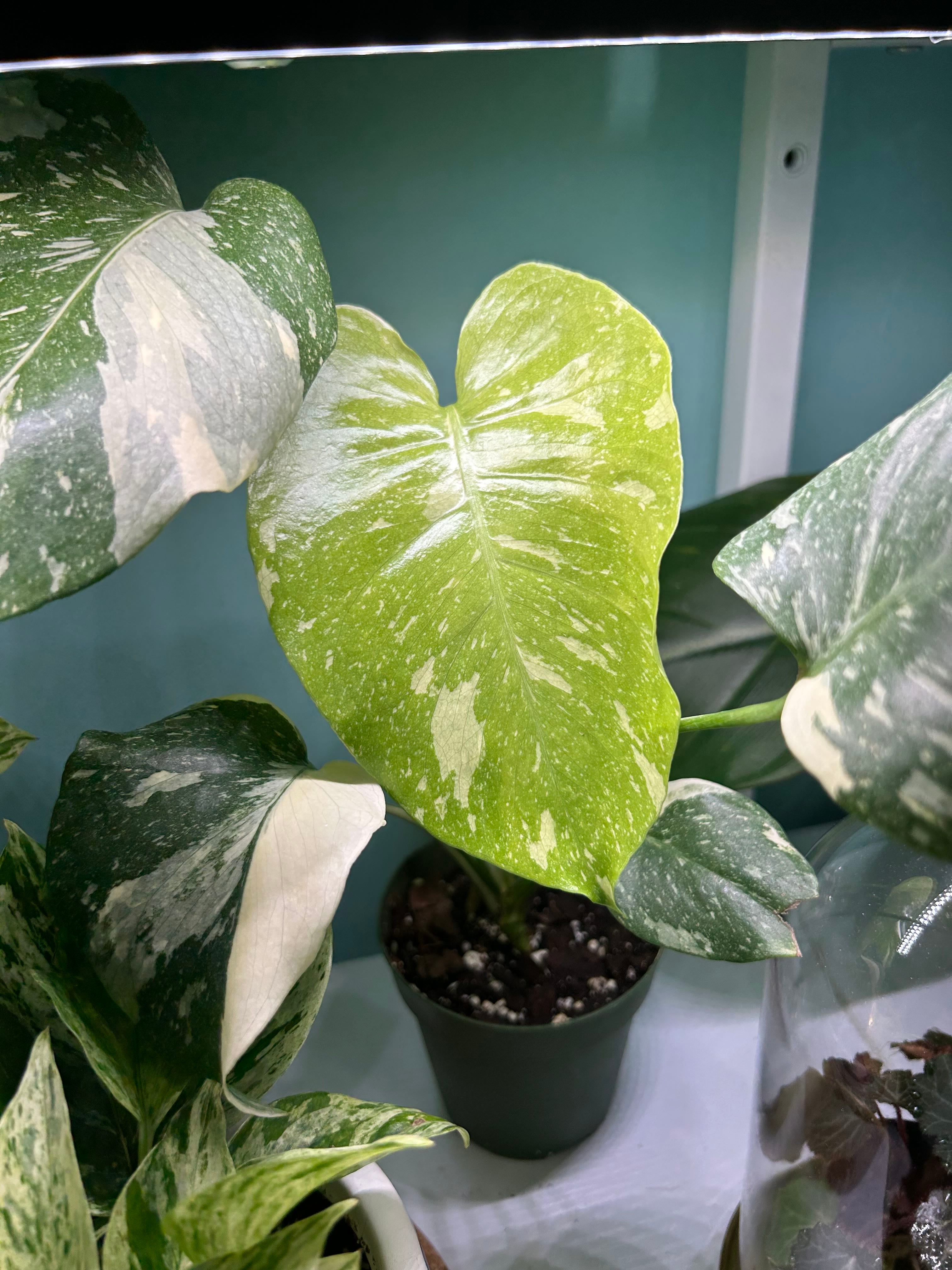 Thai Constellation Monstera Roots 101