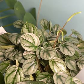 Peperomia 'Little Toscani' Plant Care: Water, Light, Nutrients | Greg App 🌱