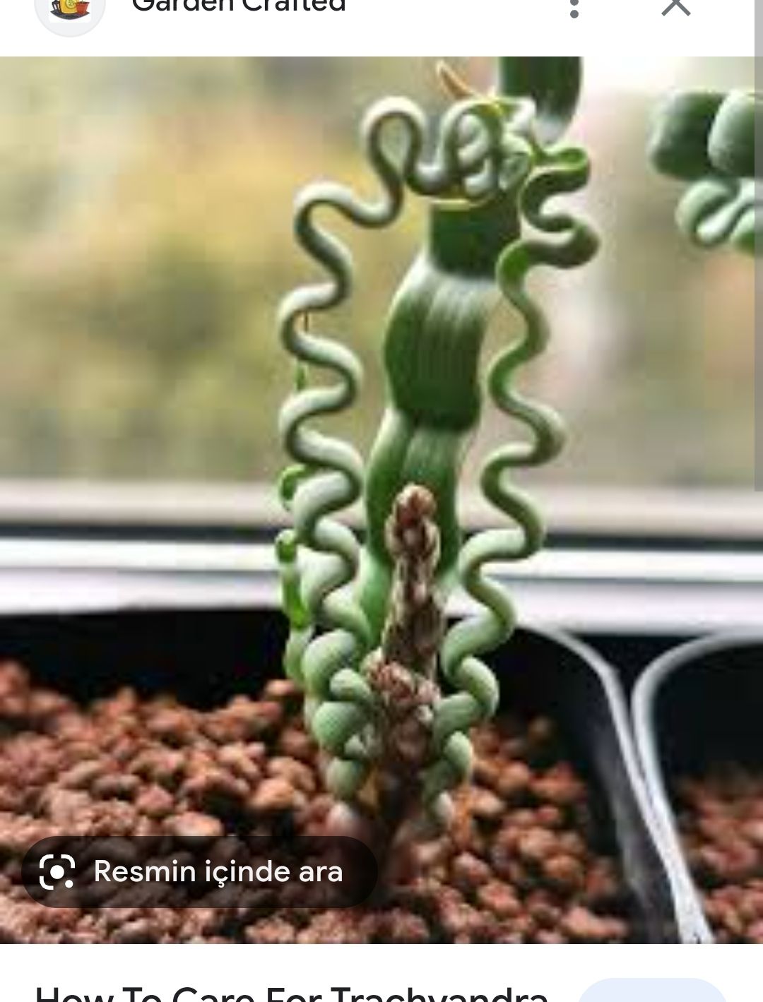I'm looking for this flower, Trachyandra Tortilis?