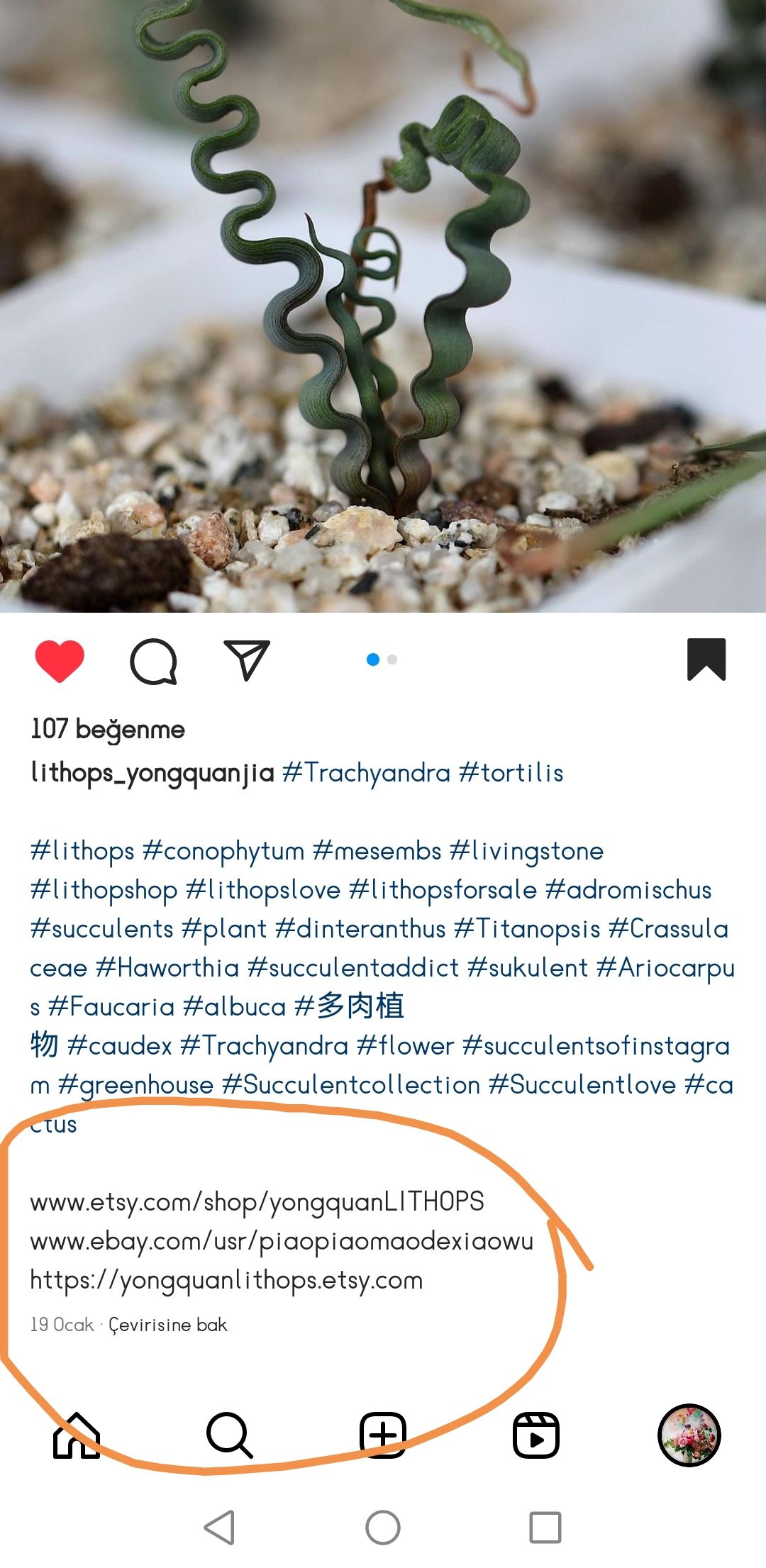I'm looking for this flower, Trachyandra Tortilis?