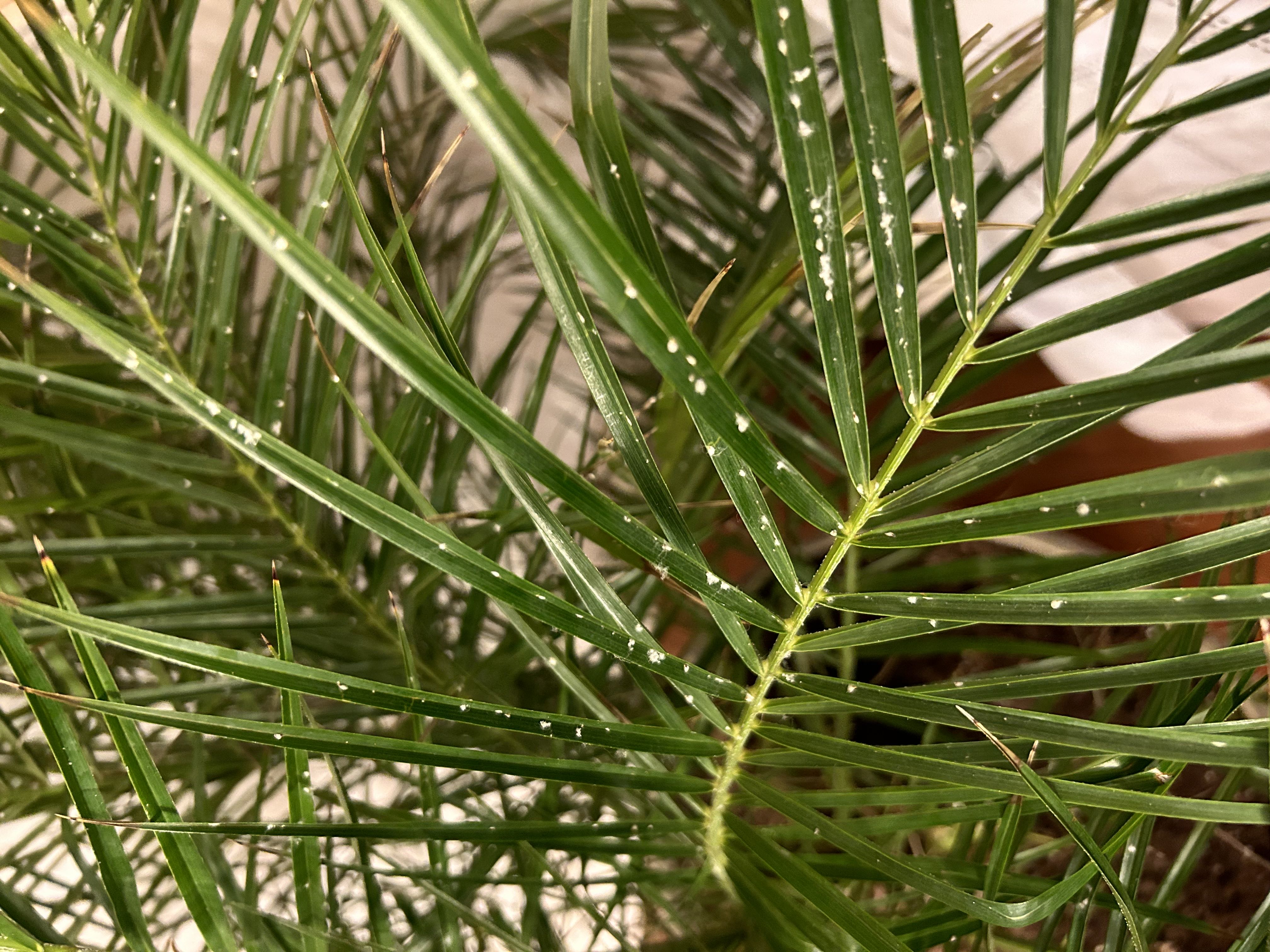 The Complete Pygmy Date Palm Plant Care Guide: Water, Light & Beyond