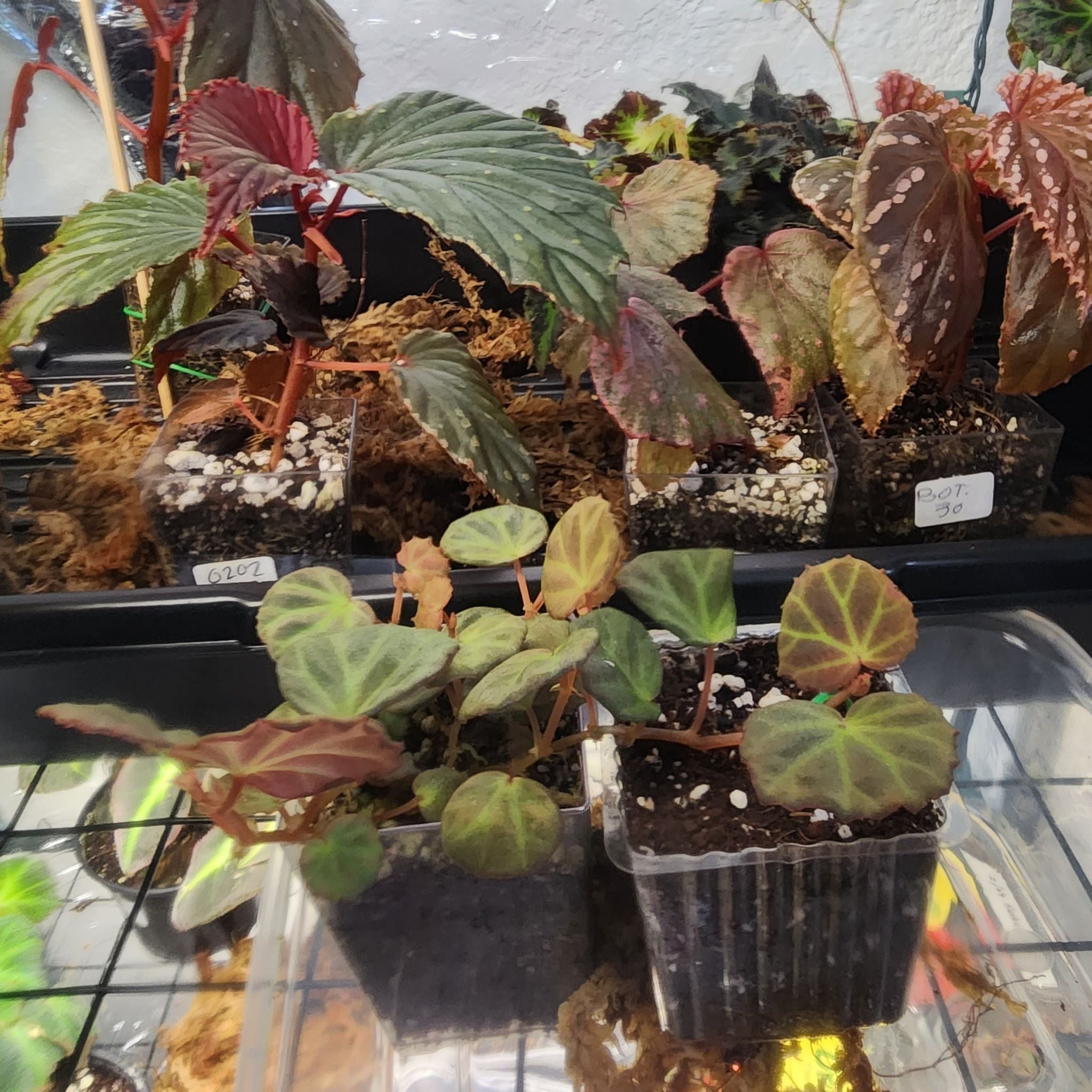 How to propagate begonia sp. sarawak?
