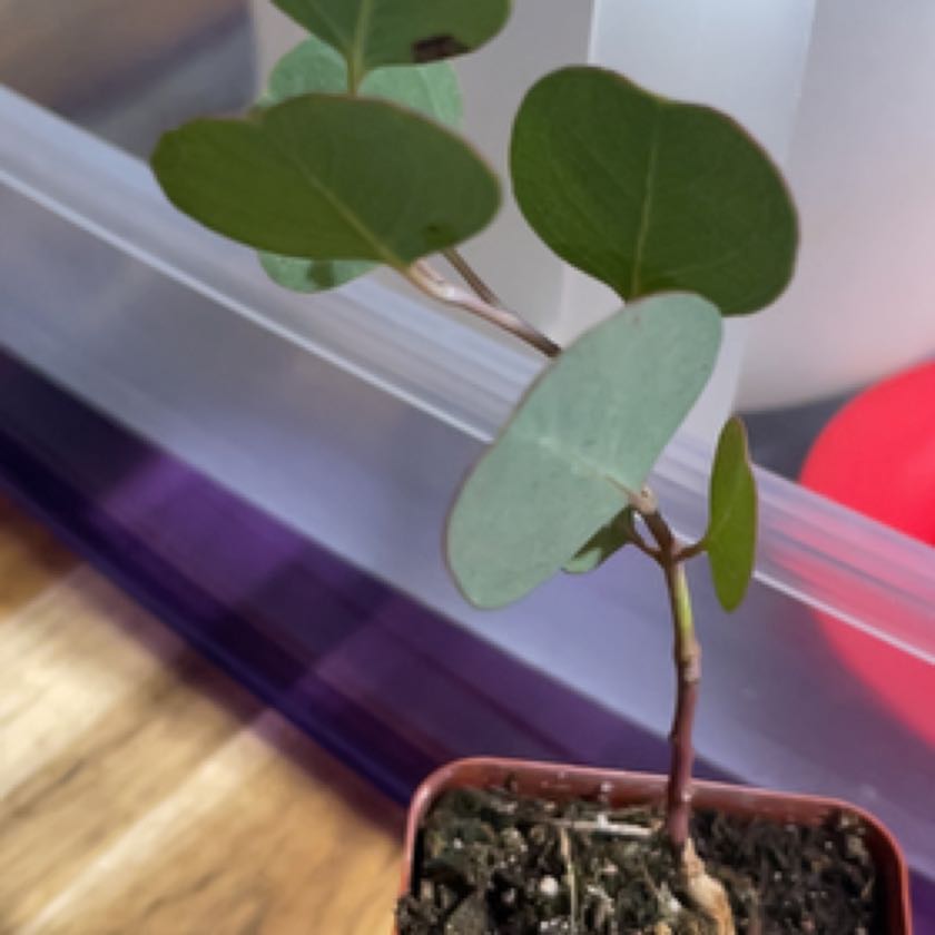 Personalized Redbox Care: Water, Light, Nutrients | Greg App