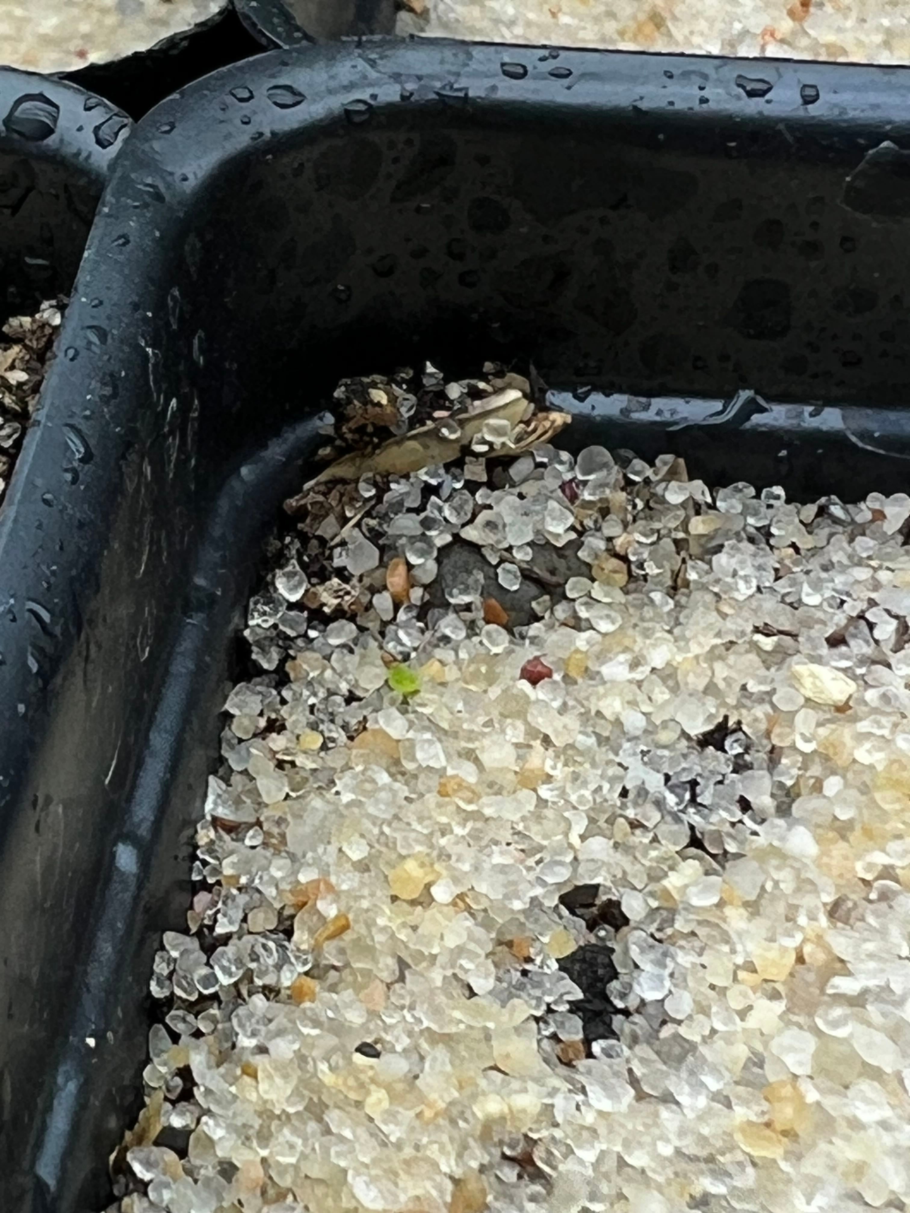 It begins (again). There’s a tiny green speck in there, t...