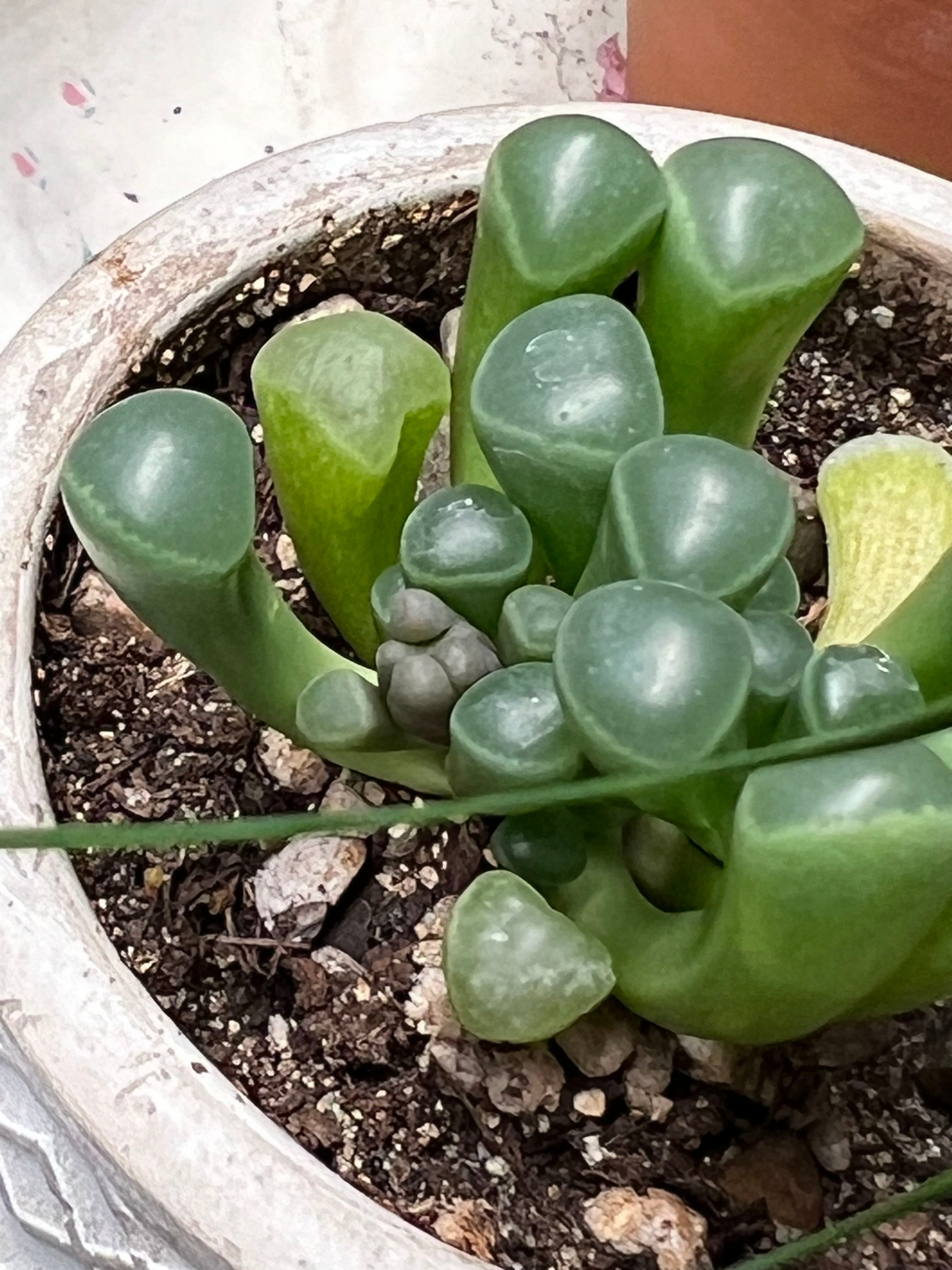 The Complete Baby Toes Plant Care Guide: Water, Light & Beyond