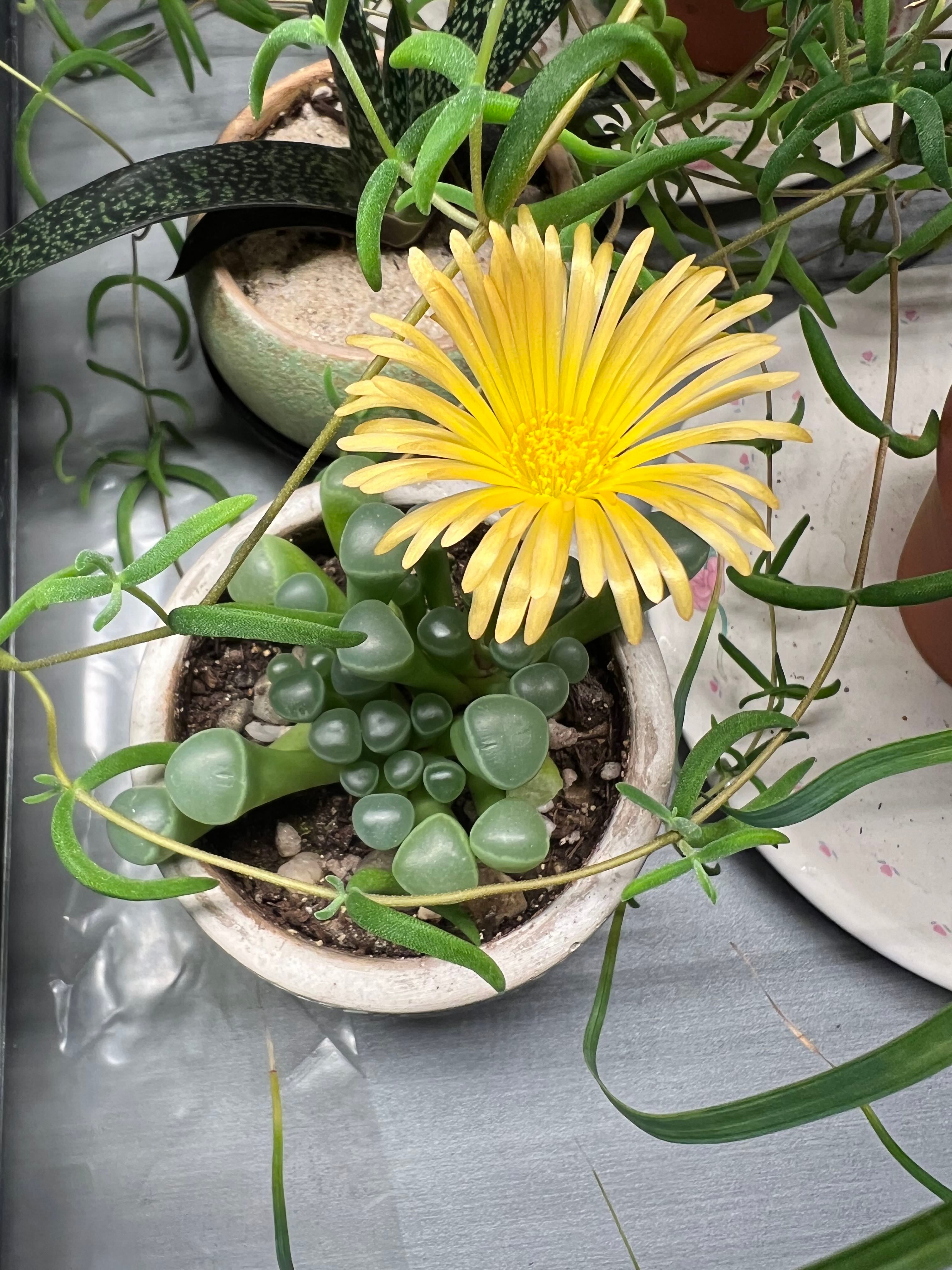 How to Care for Baby Toes: Mastering Water, Sunlight & More