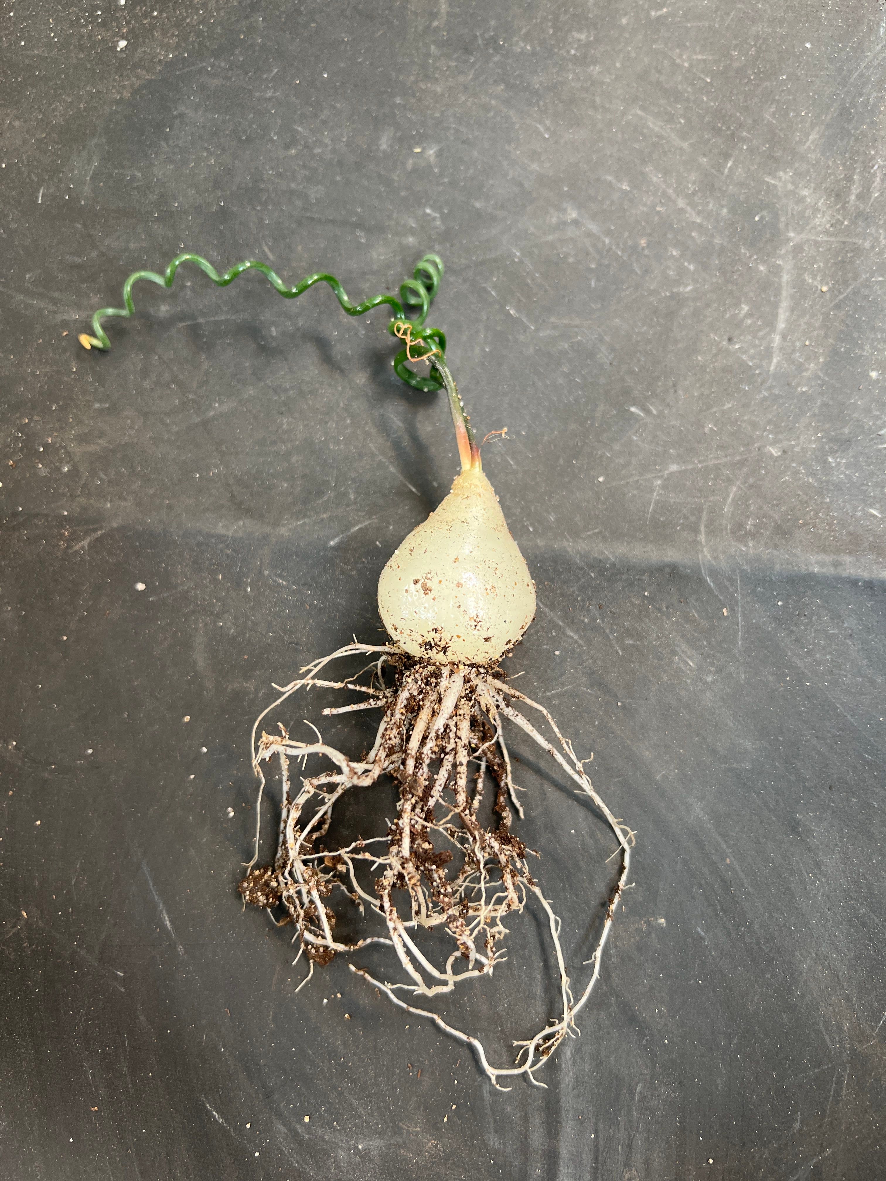 Why Are There Brown Spots on My Slime Lily Leaves?