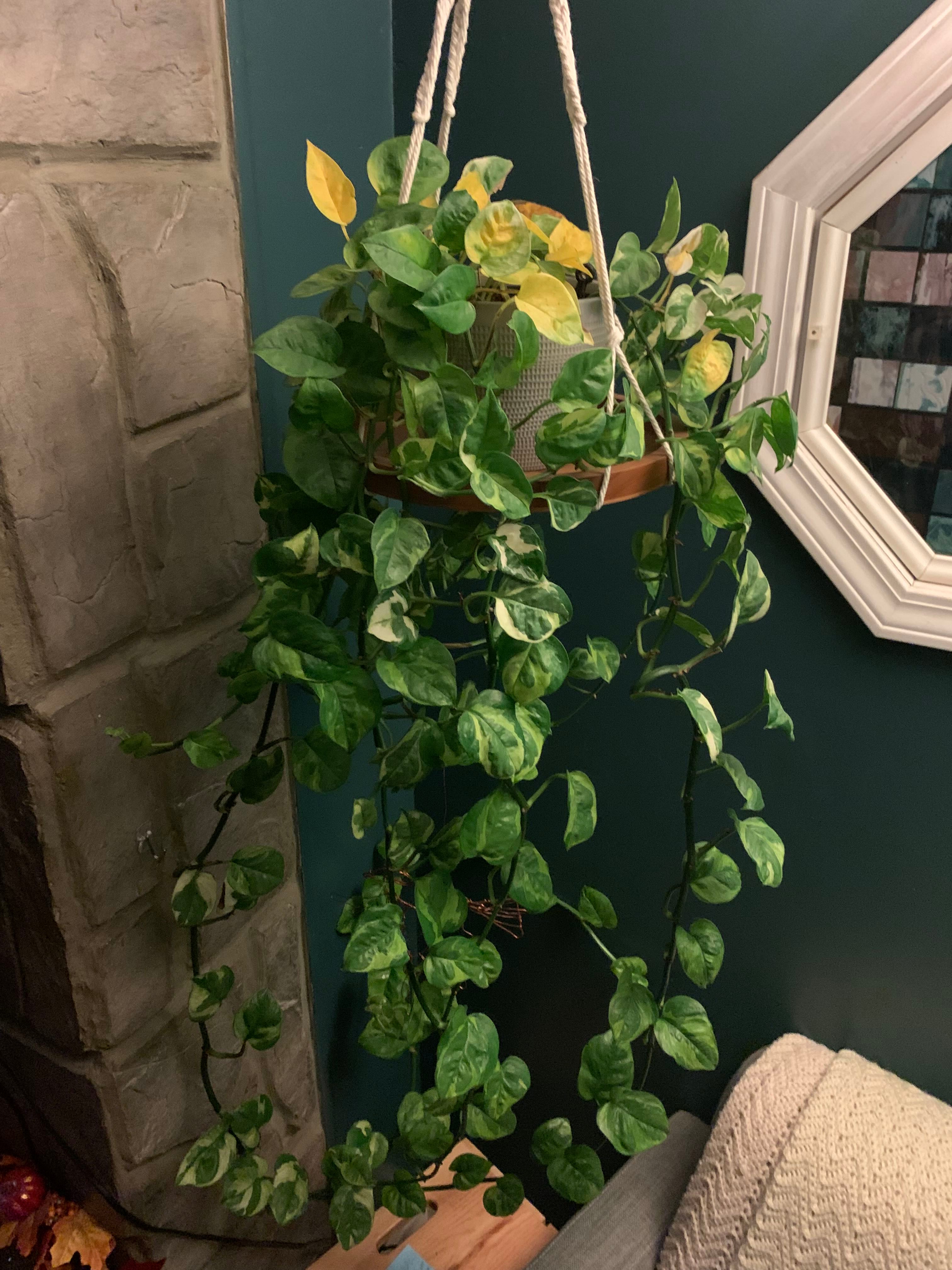 The Complete Lemon Meringue Pothos Plant Care Guide: Water, Light & Beyond
