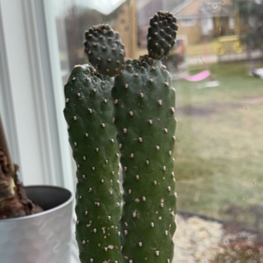 Personalized Angel Wings Cactus Care: Water, Light, Nutrients | Greg App