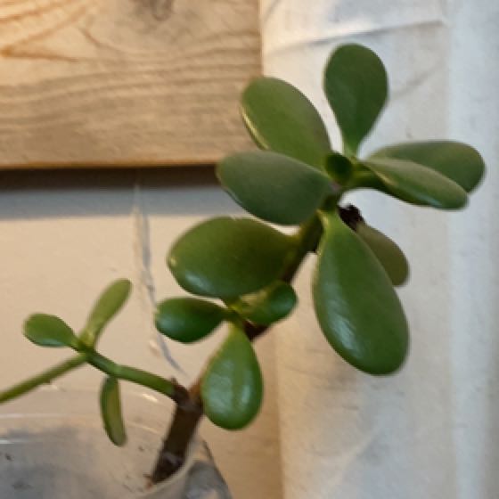 Achilles | A plant by @ProphetDionysos on Greg