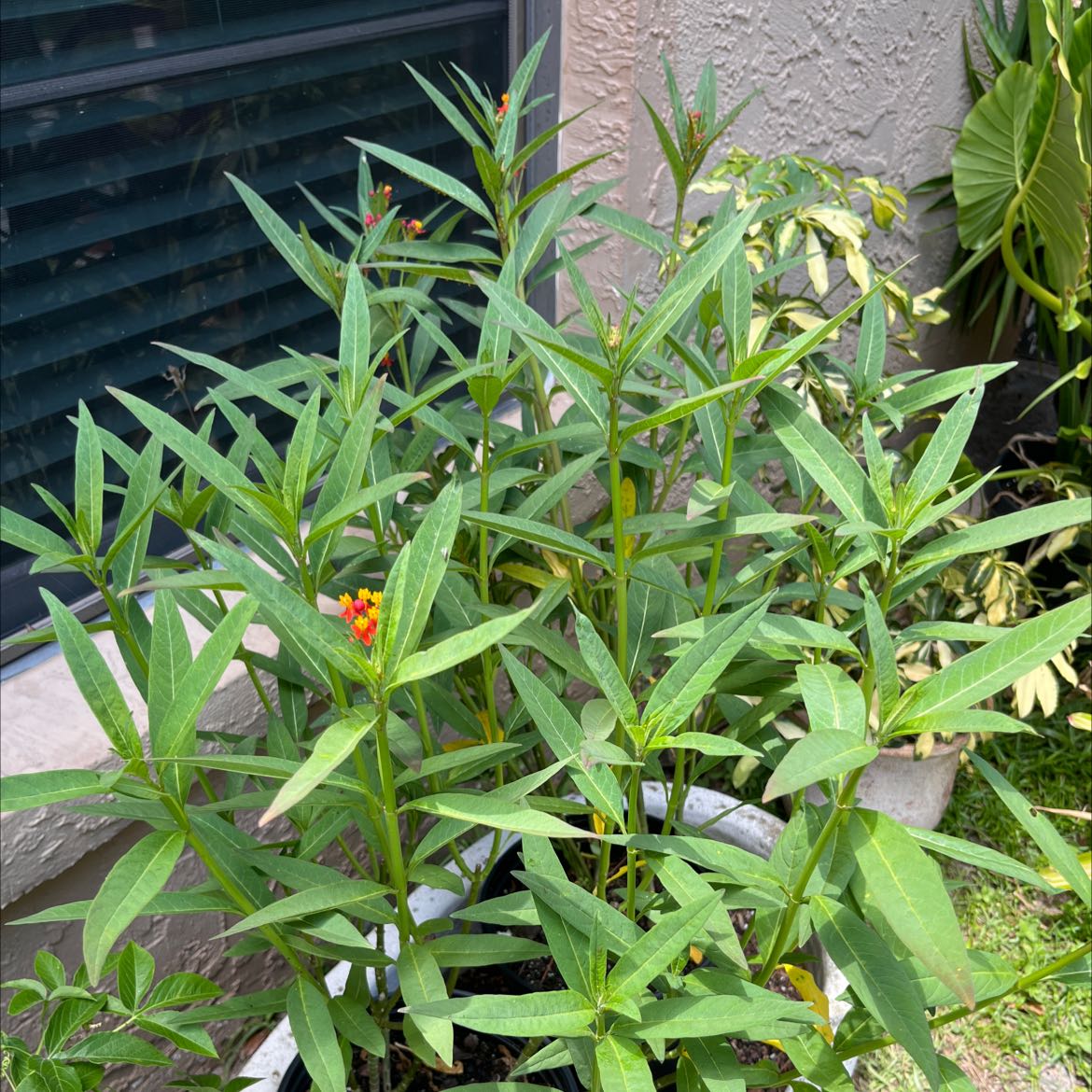 How to Get a Scarlet Milkweed to Bloom