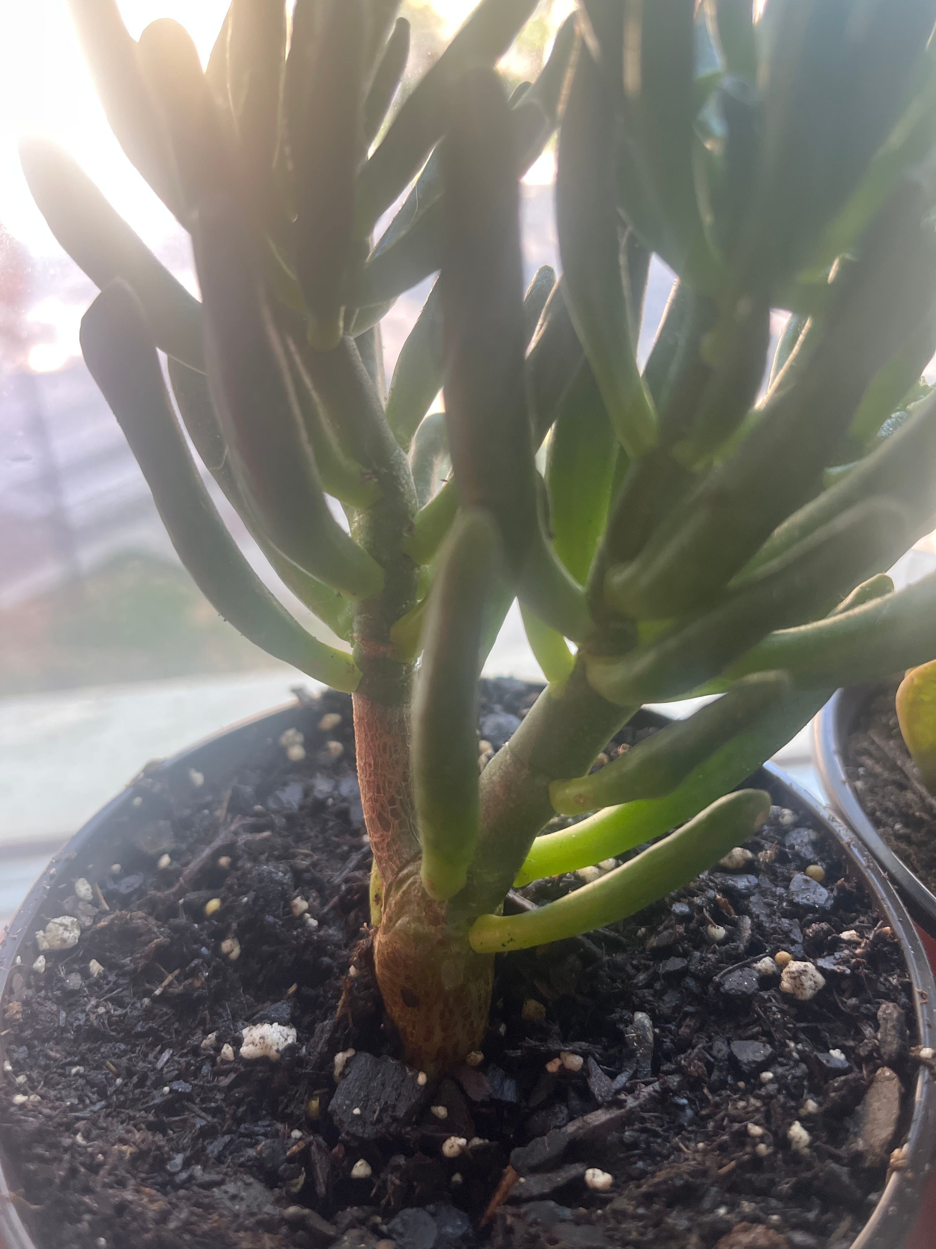 How Do I Fix Gollum Jade Root Rot?
