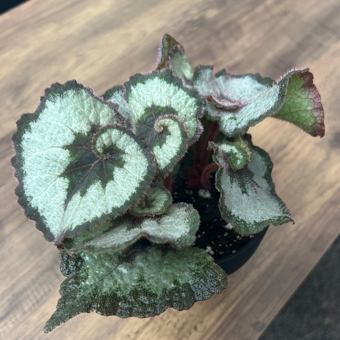 🐌 How to Know When to Repot a Rex Begonia 'Escargot'?