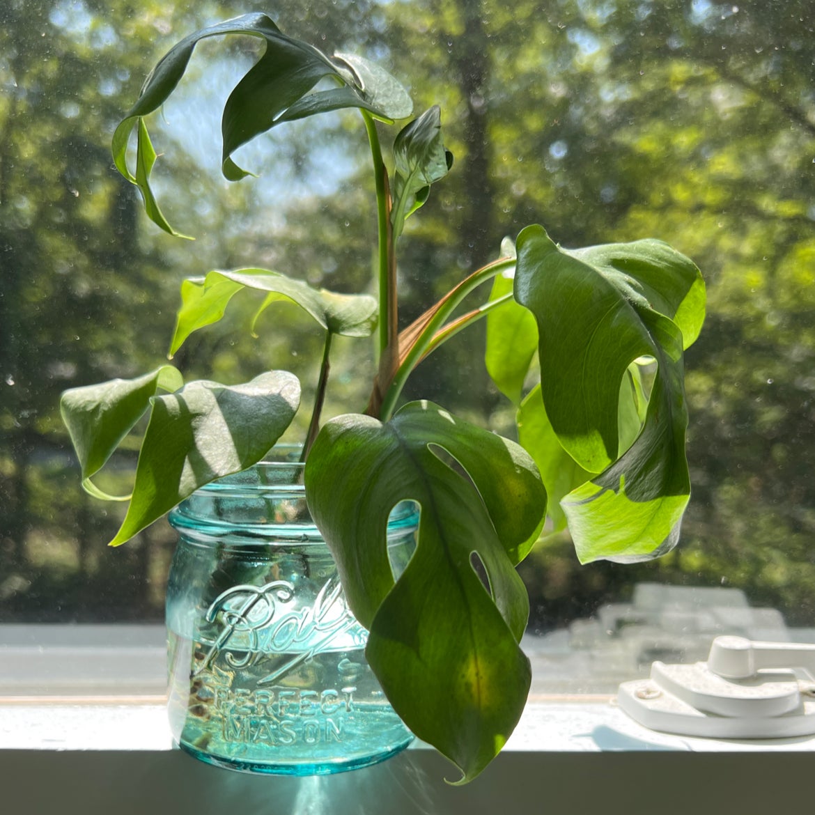 Propagating Your Mini Monstera: 👶 Step-by-step Guide