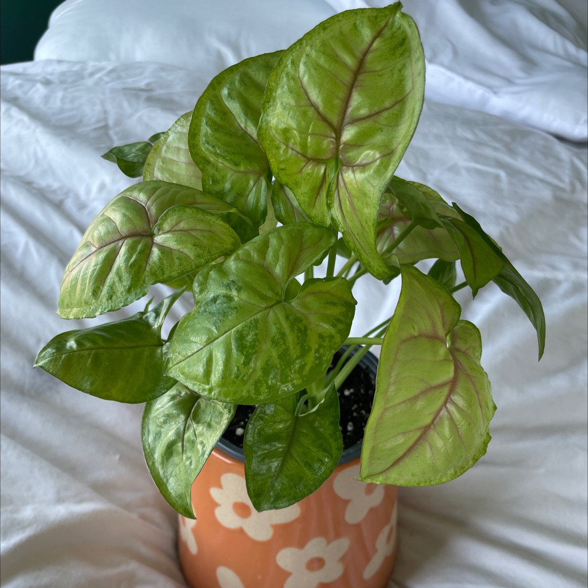 Syngonium 'Berry' - Ultimate Guide to Fertilizing