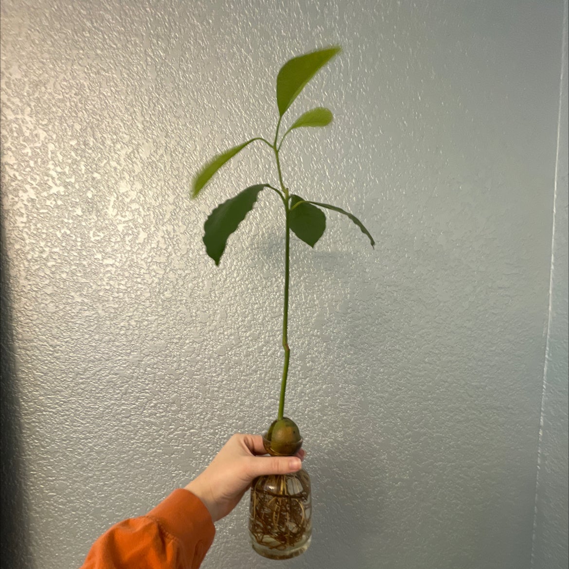 🥑 Best Soil For Avocado