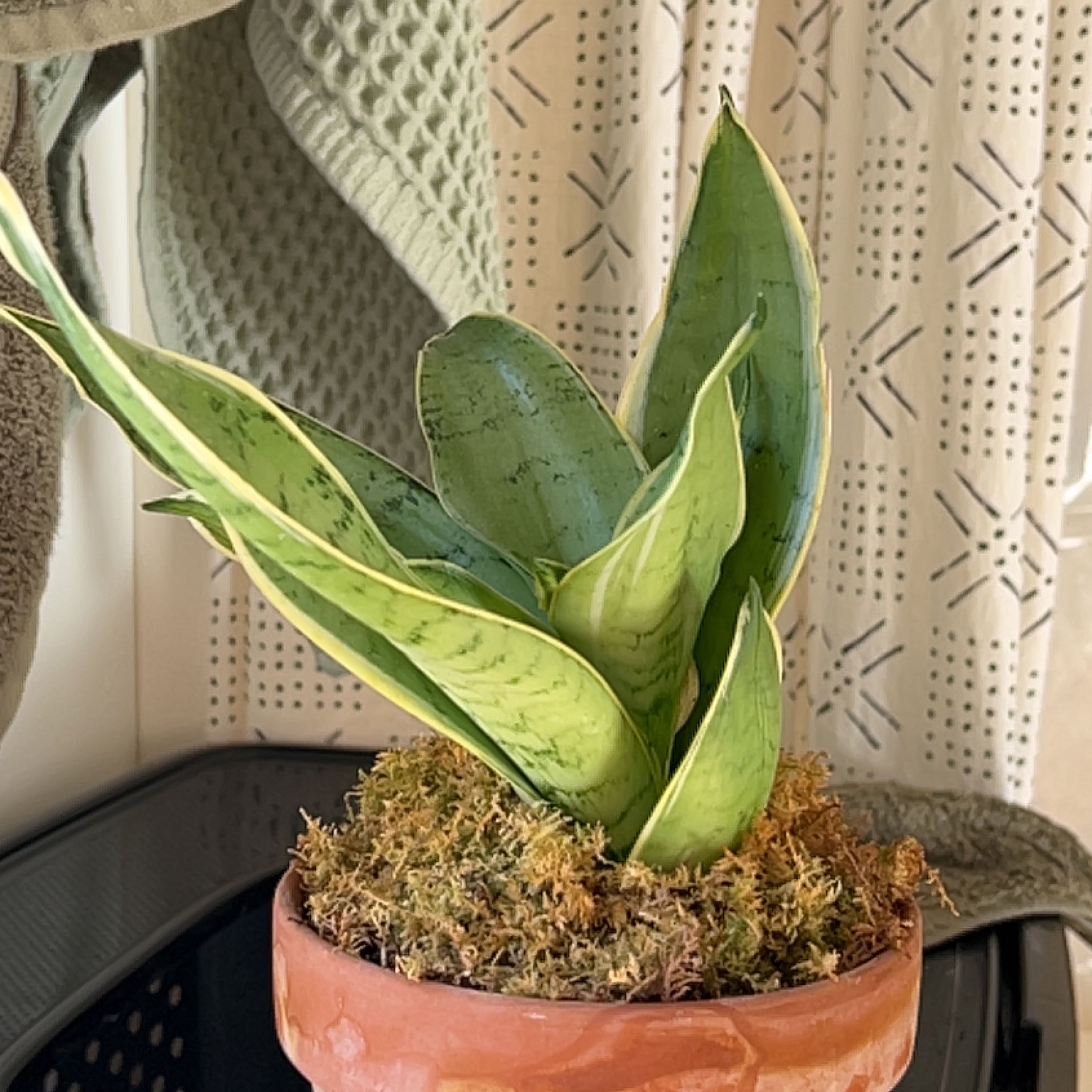 Rihanna | A plant by @PrizeHenbane on Greg
