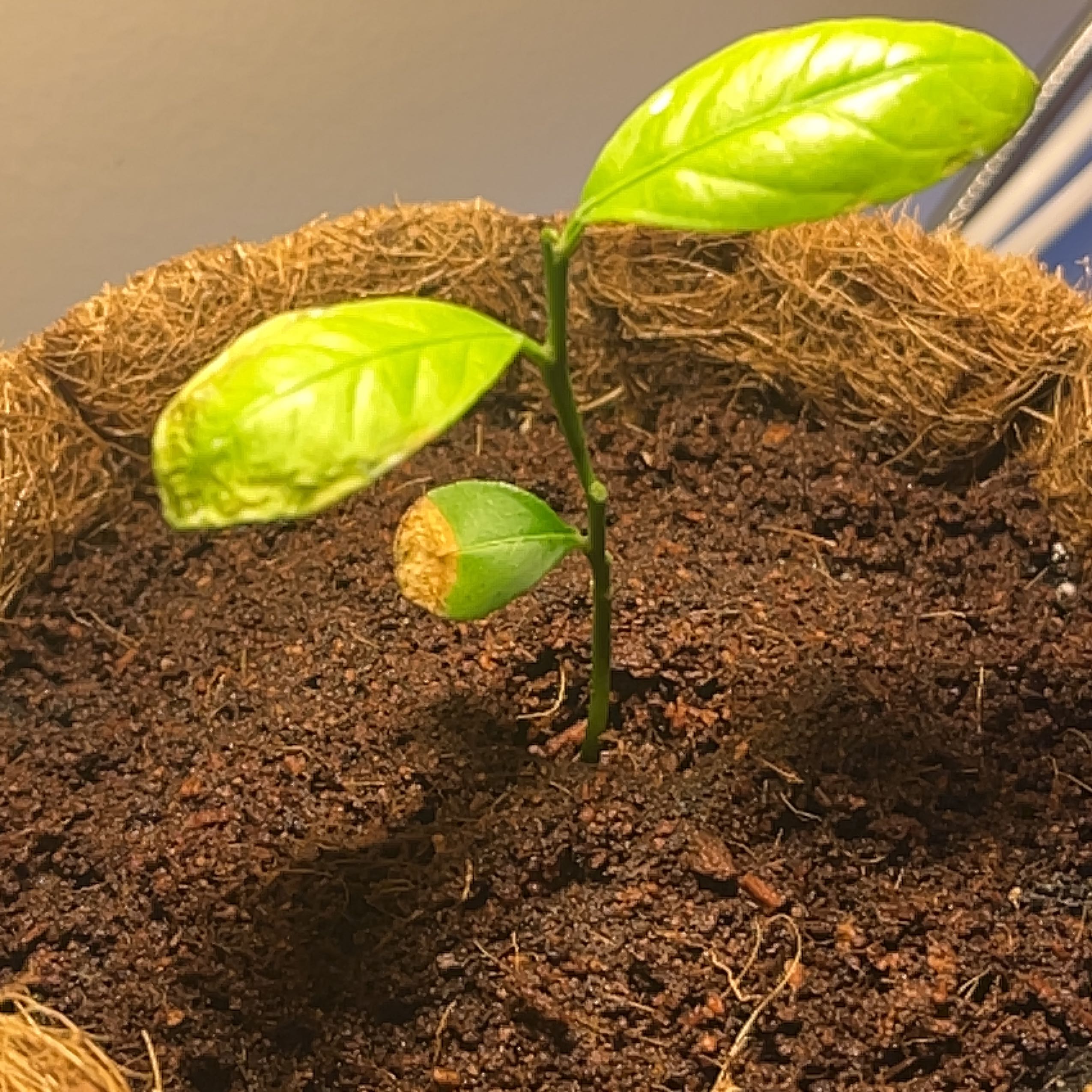 🍋 Why Are There Brown Spots on My Lemon Tree?