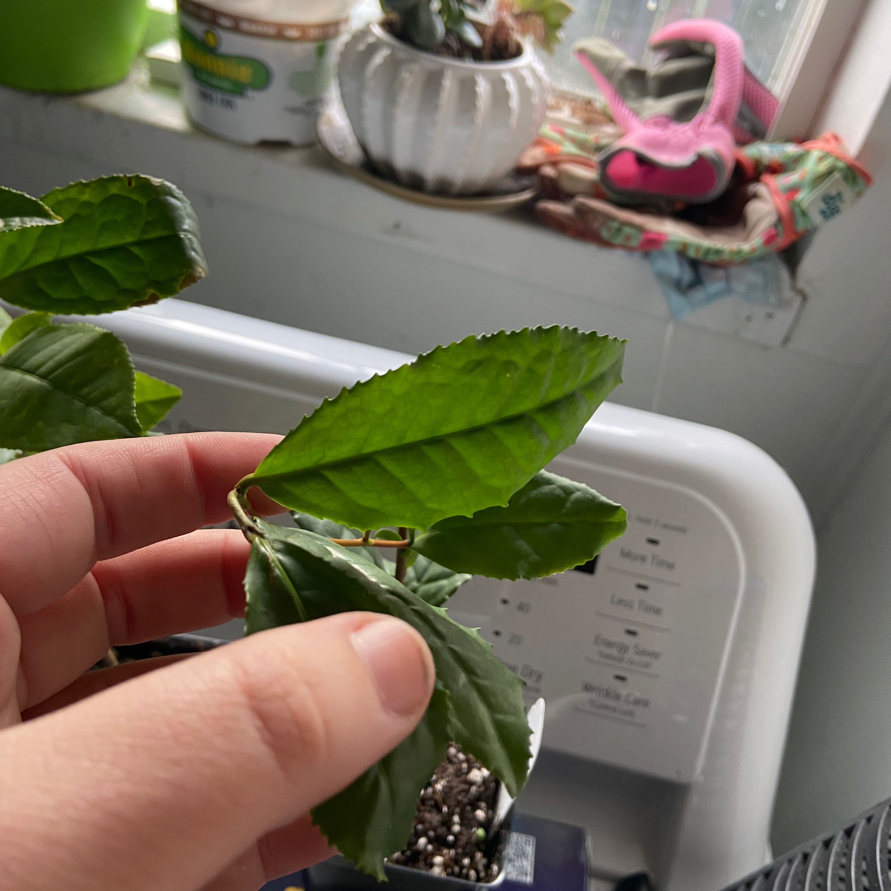 How Should Tea Be Cut Back?