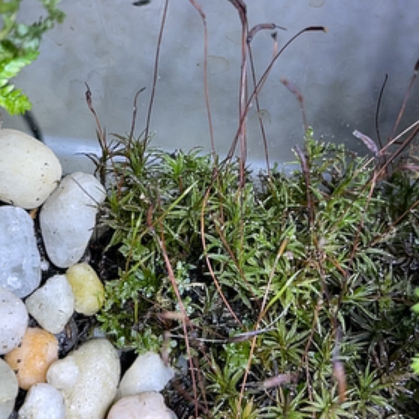 Personalized Common Smoothcap Moss Care: Water, Light, Nutrients | Greg App