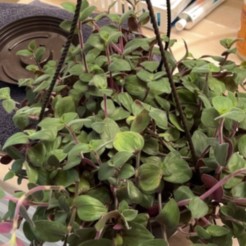 Xena | A plant by @MarvelChia on Greg