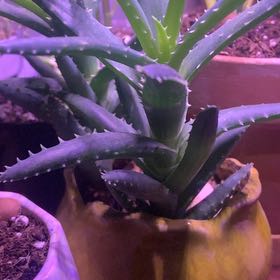 Captain Plant-it | A plant by @MissBrittney on Greg