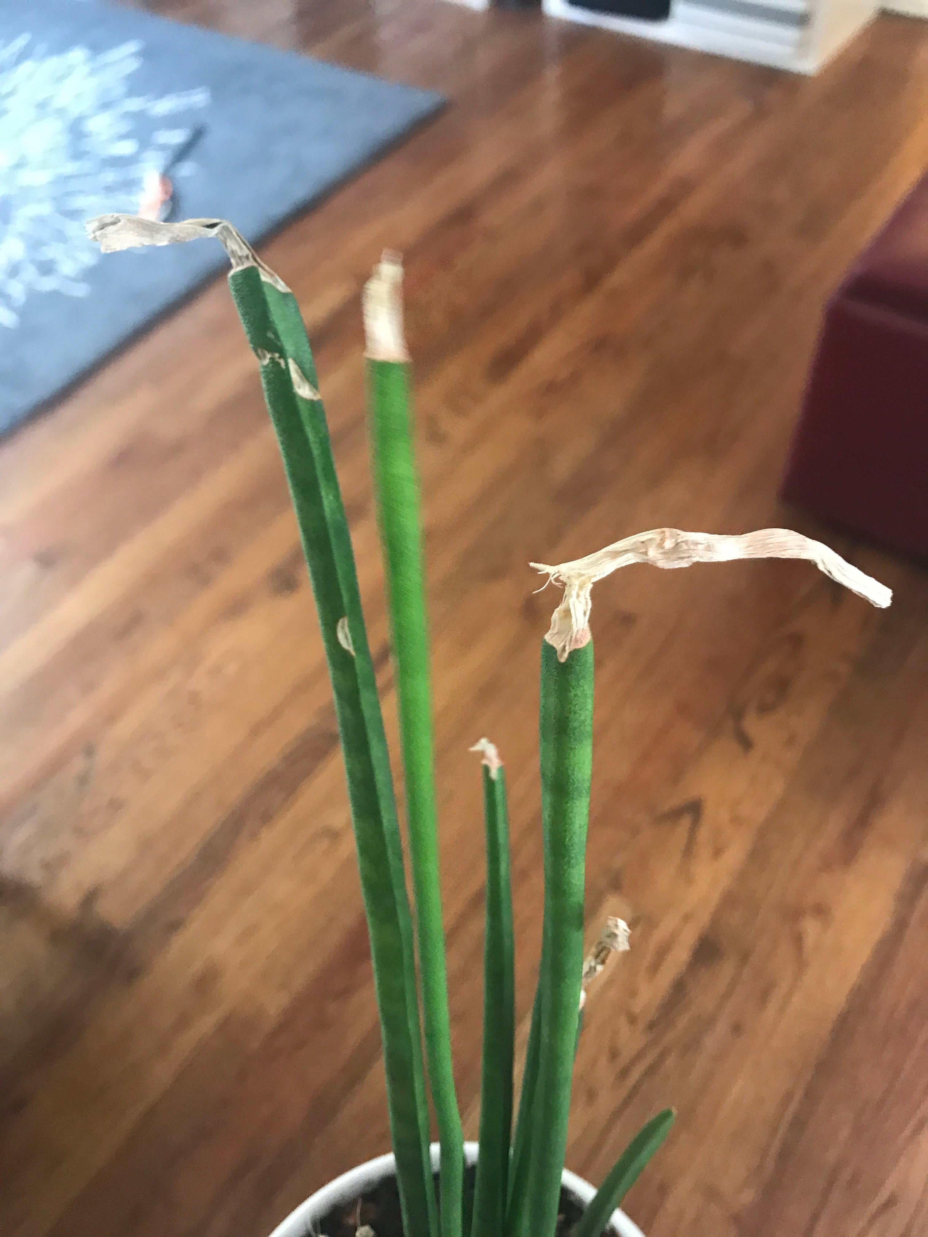 Keep Your Cylindrical Snake Plant Alive: Light, Water & Care Instructions