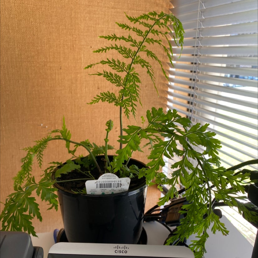 How to Propagate Your Mother Fern