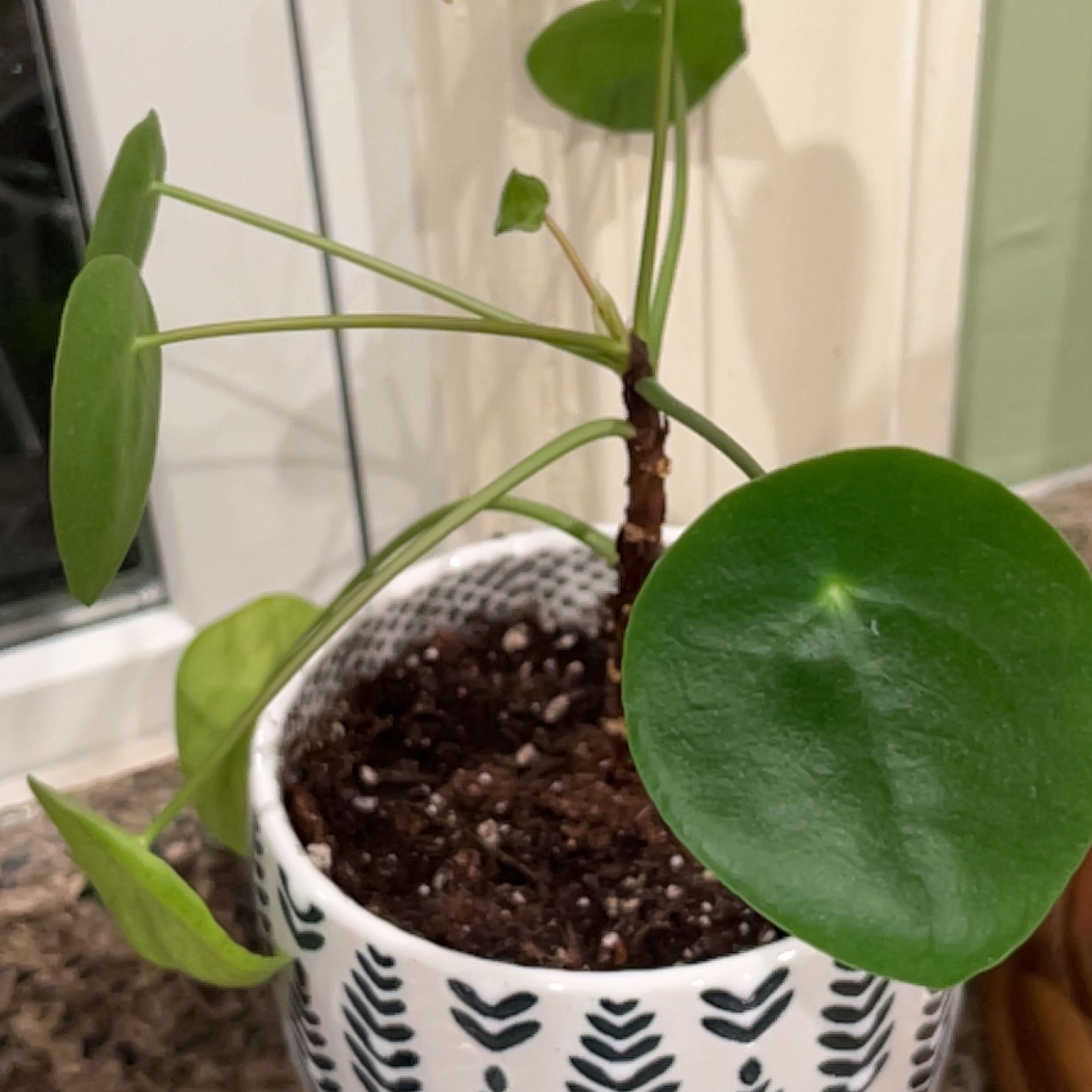 Athena | A plant by @StylishMandrake on Greg