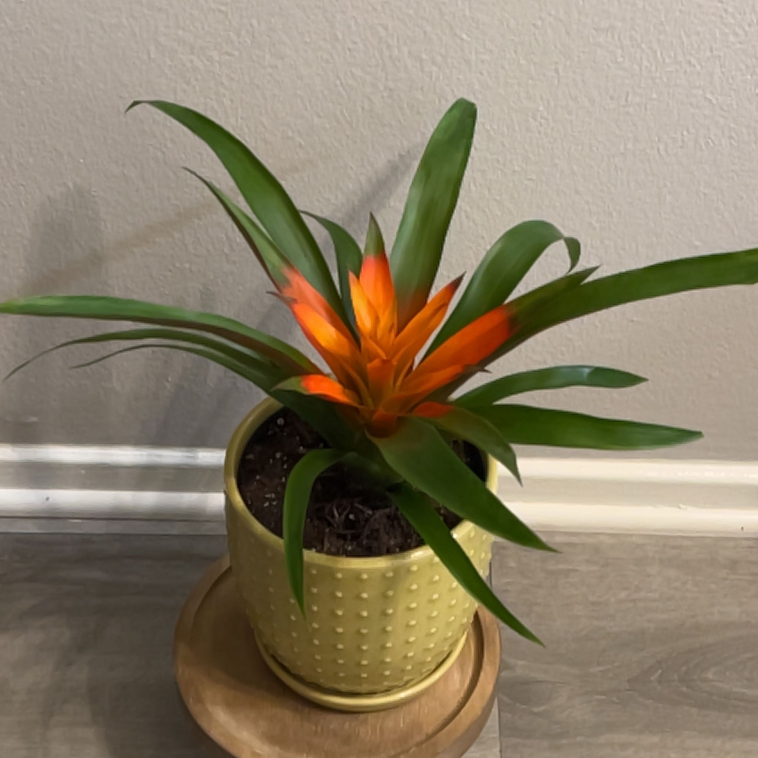 Bodie | A plant by @PluckyAnthurium on Greg