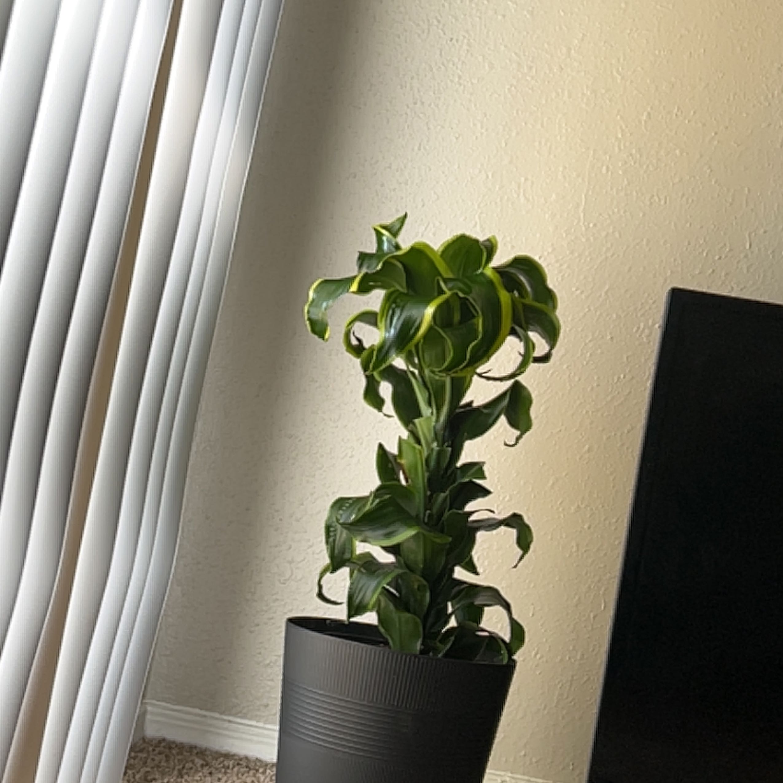 10 Advantages of Having a Twister Snake Plant