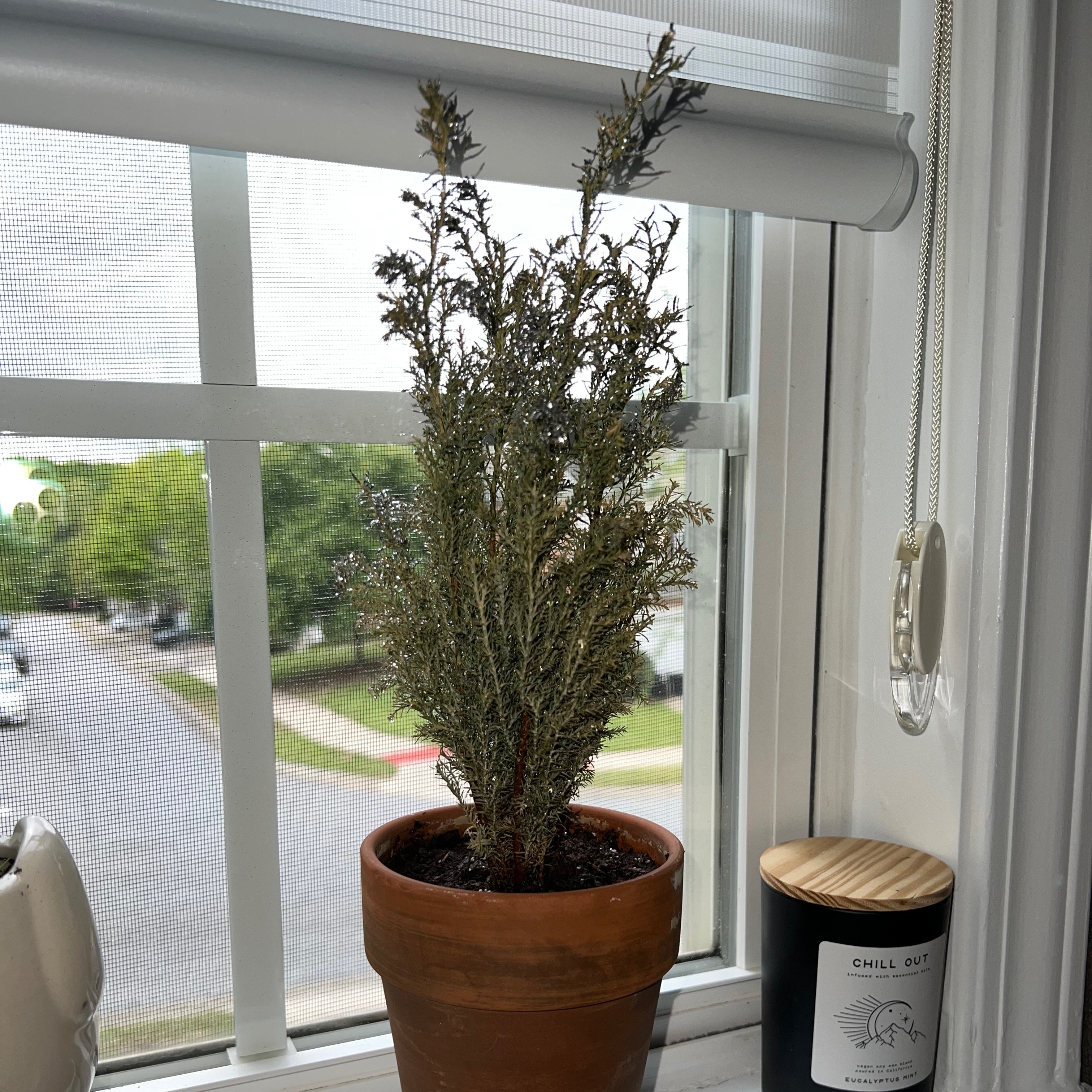 What Is A Good Temperature Range For My Lawson Cypress?