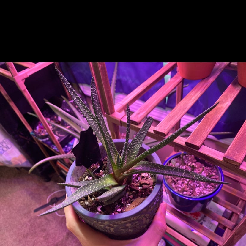 Marley | A plant by @Mikayla_Alexis on Greg