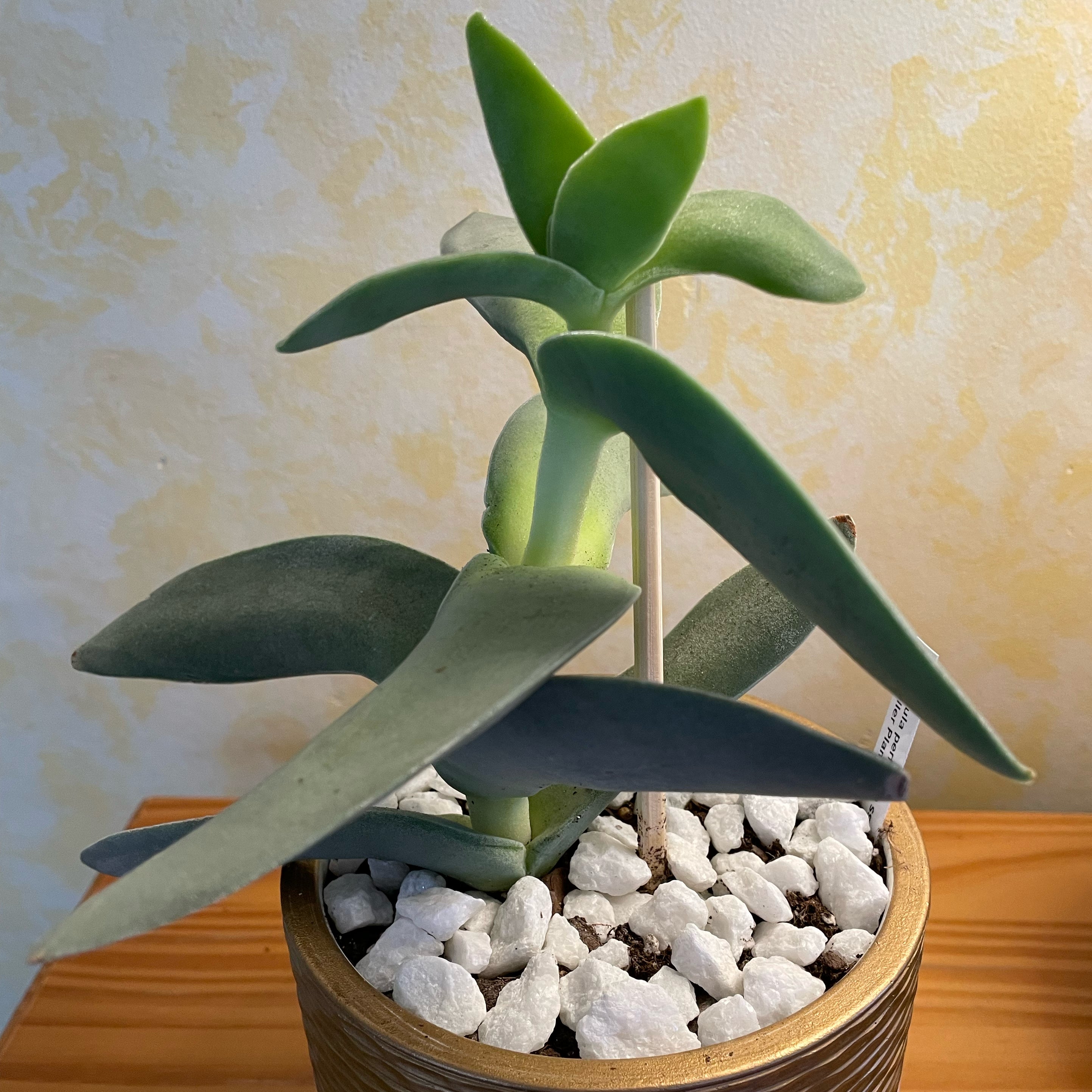 ️ Why Are My Propeller Plant Leaves Droopy?