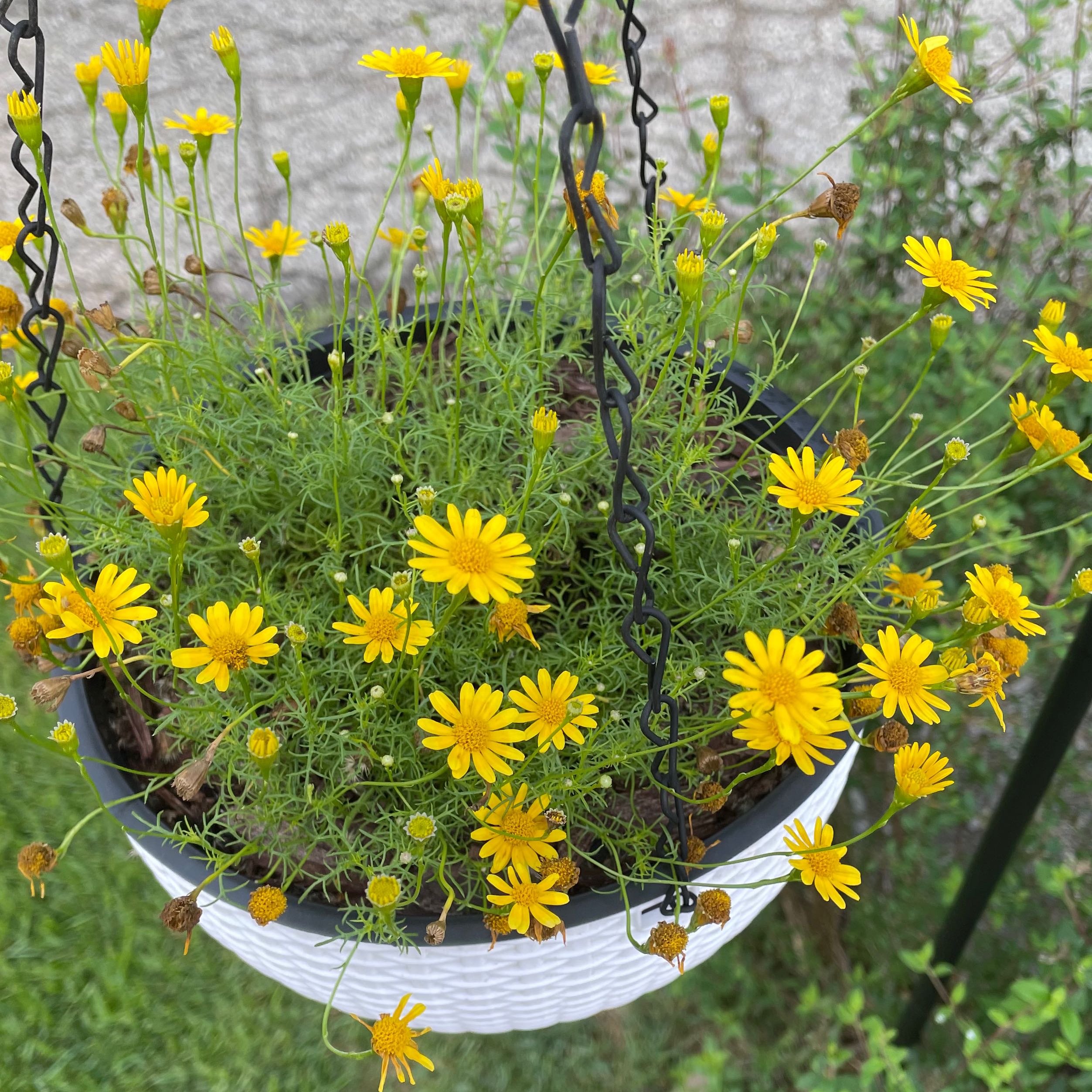 Dahlberg daisy seeds Care 101: Water, Light & Growing Tips