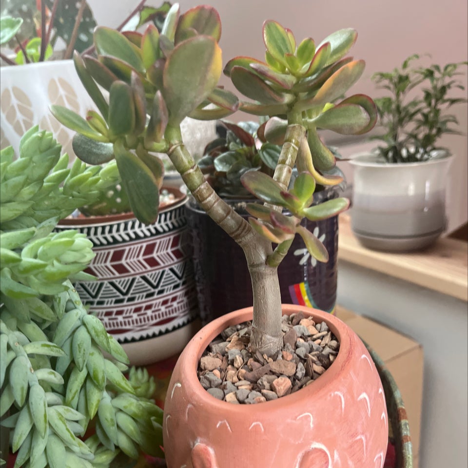 How Much Humidity Does My Variegated Jade Plant Need?