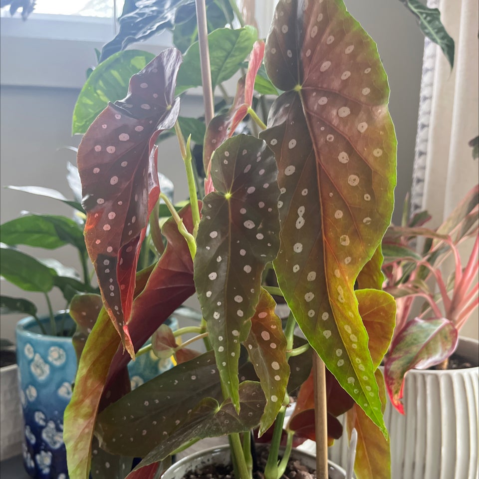 Begonia Elsa Plant Care: Water, Light, Nutrients | Greg App 🌱