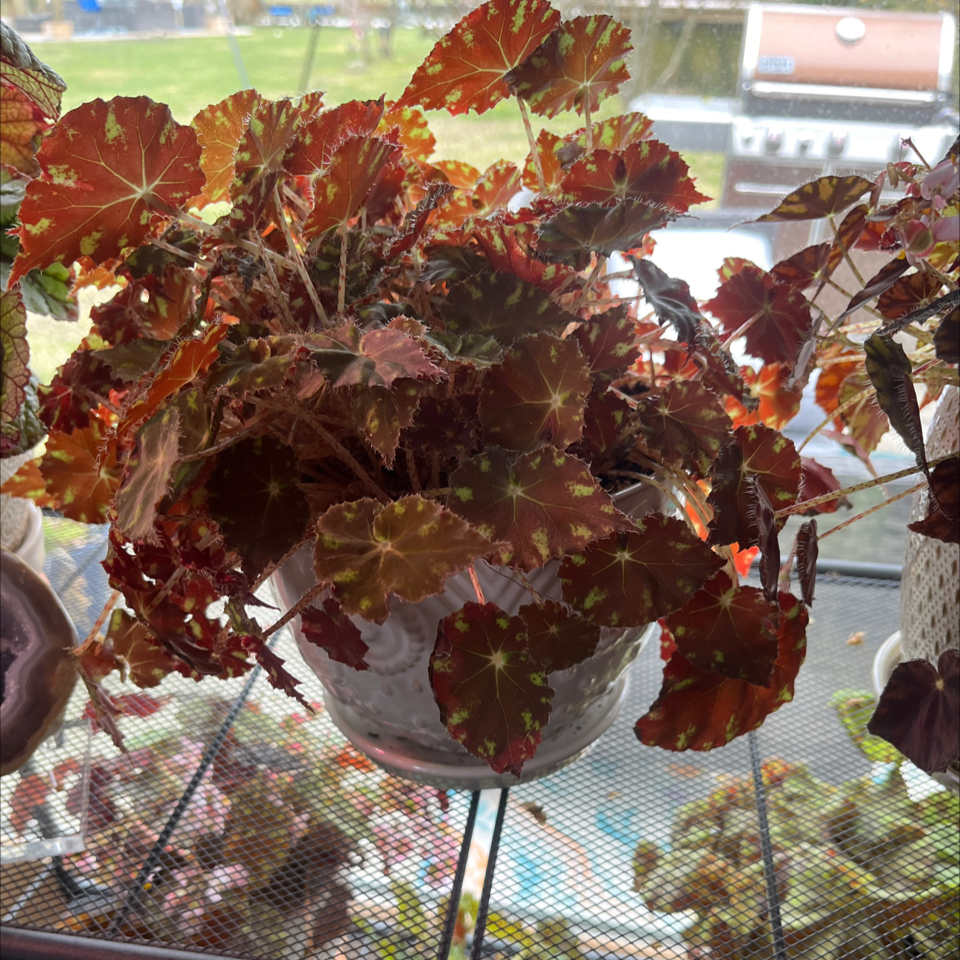 Begonia Kit Kat Plant Care: Water, Light, Nutrients | Greg App 🌱