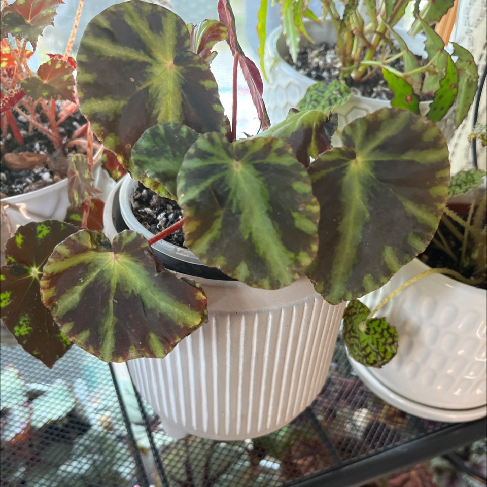 The Complete Maple leaf begonia Plant Care Guide: Water, Light & Beyond