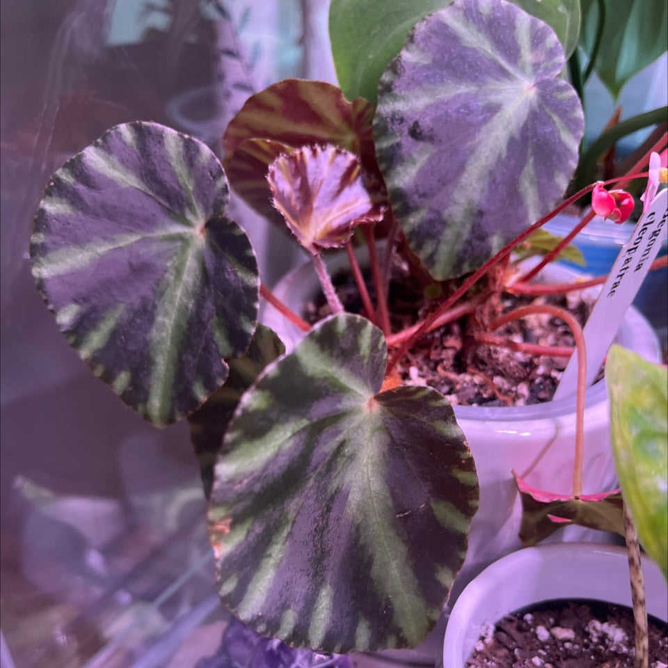 How to Care for Maple leaf begonia: Mastering Water, Sunlight & More